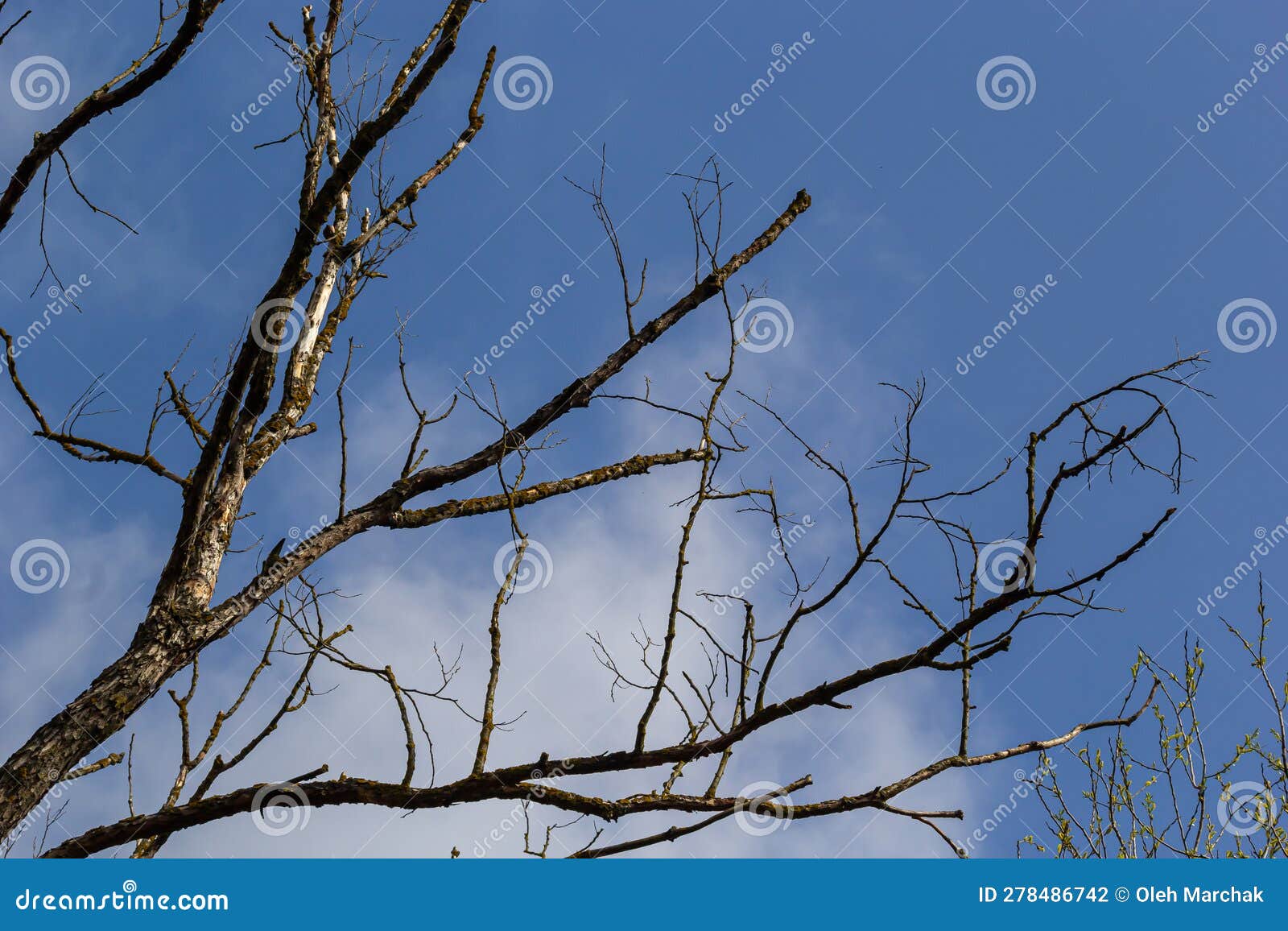 Dry Tree Branches on a Blue Sky Background, Dead Tree Concept of ...