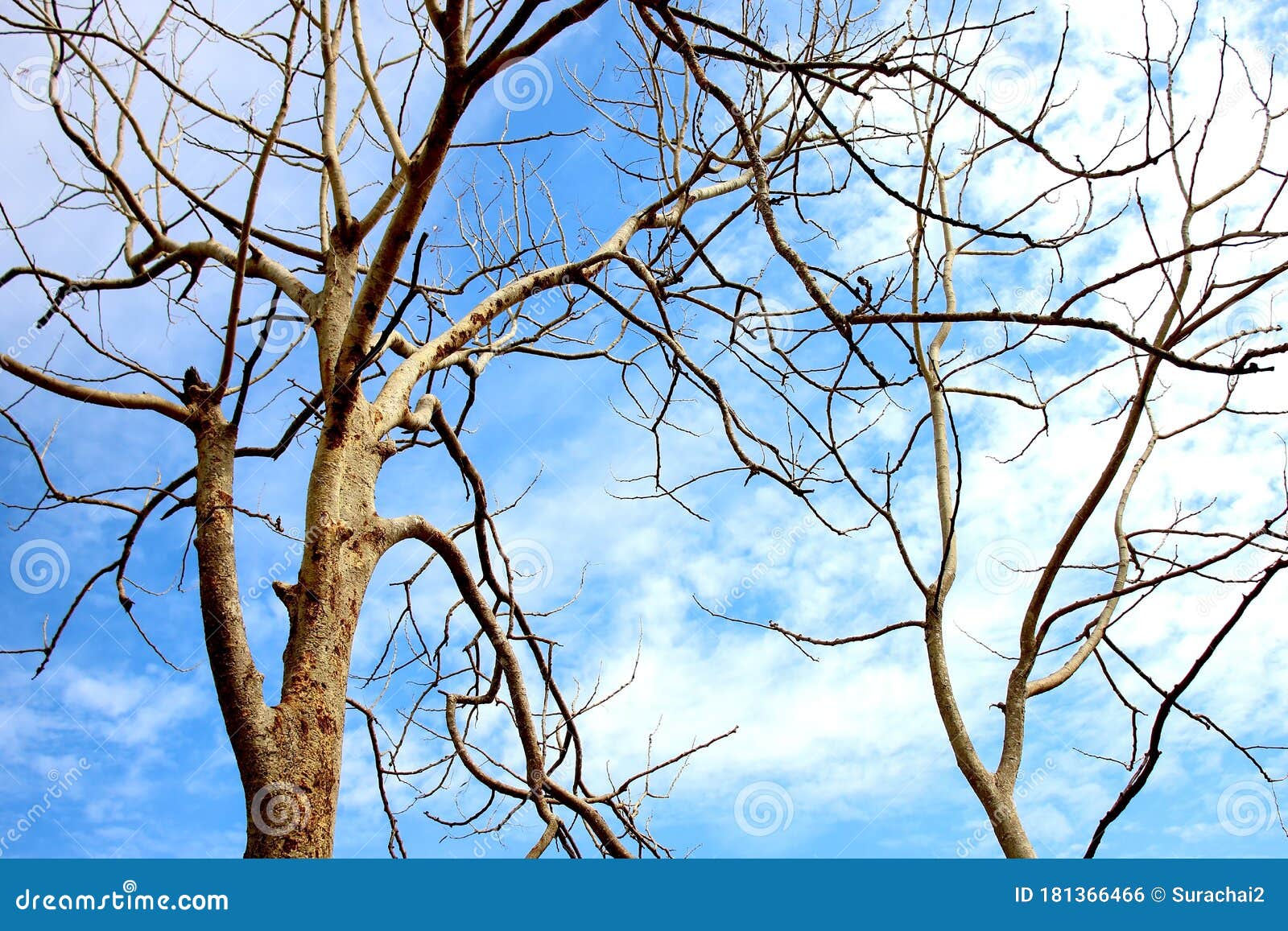 Dry Tree Branches on Blue Sky Background Stock Photo - Image of branch ...