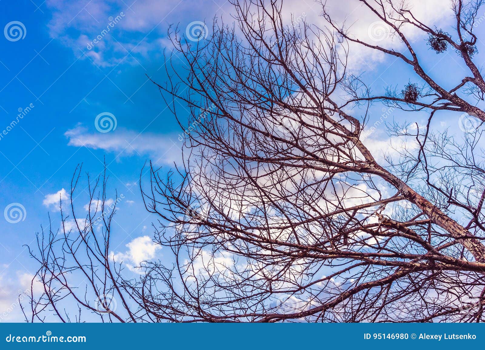 Dry tree branches stock photo. Image of background, plant - 95146980