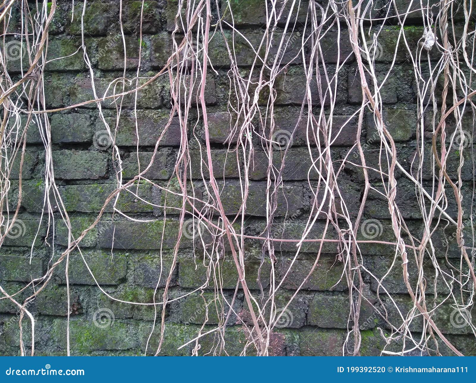 Dry Tree Branches Climb on the Old Brick Wall Close Up Photo Stock ...