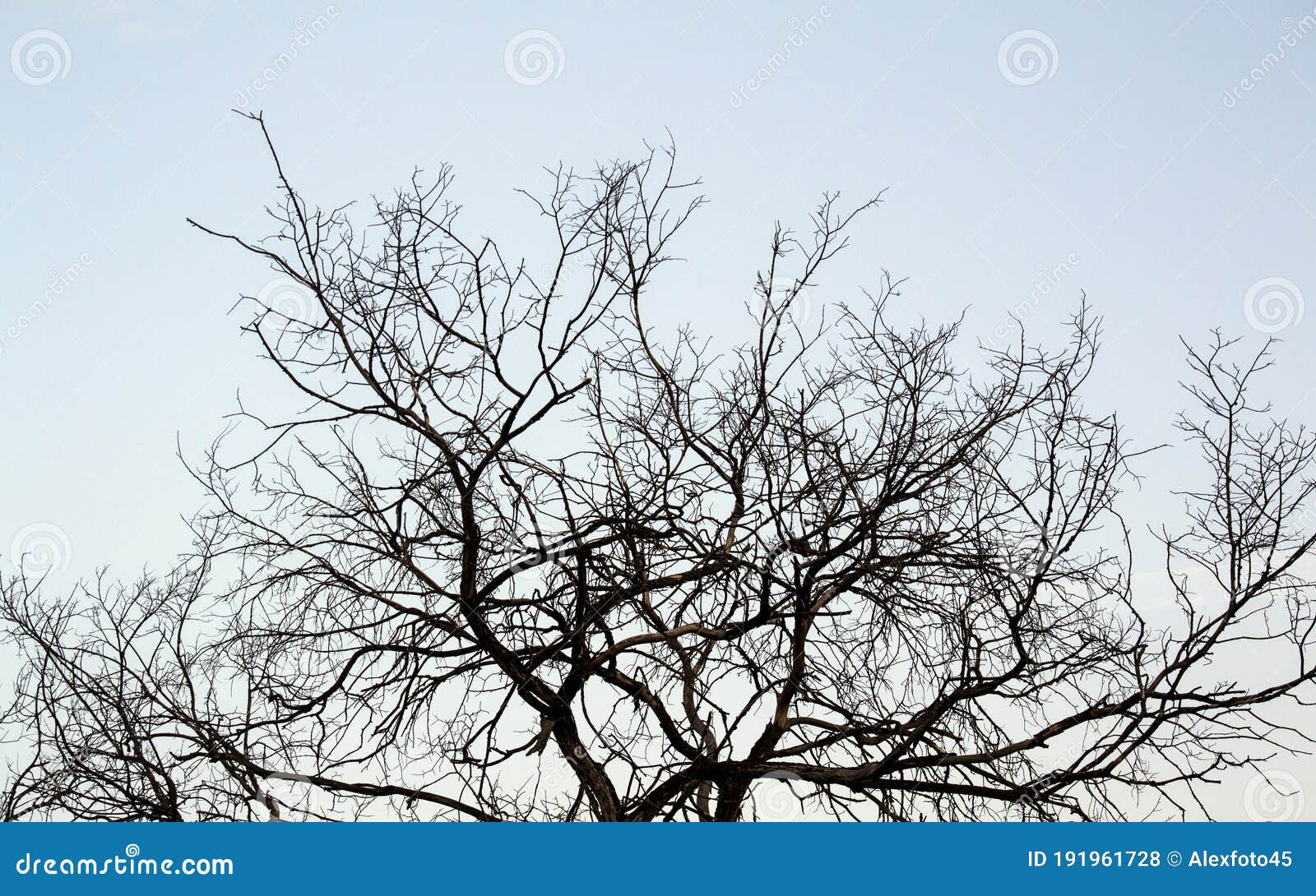 Dry tree branches close up stock photo. Image of branch - 191961728