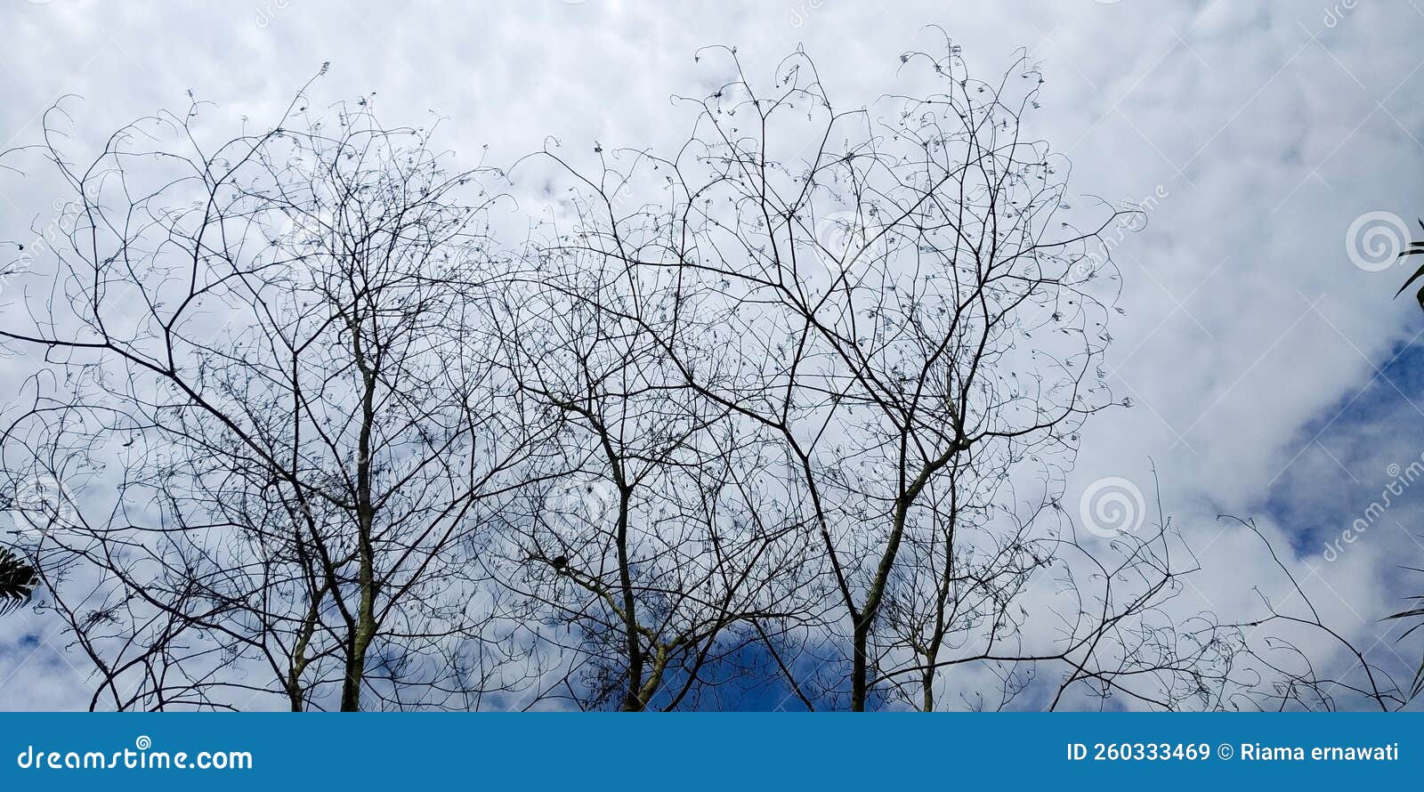 Dry Tree Branches on Cloud Background Stock Image - Image of frost ...