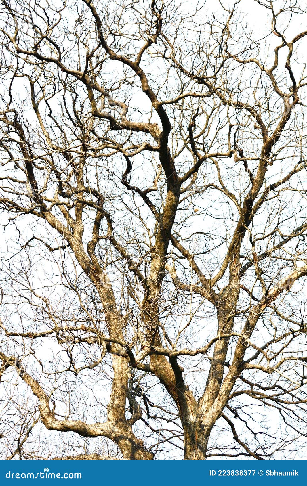 Dry tree branches stock image. Image of weather, close - 223838377