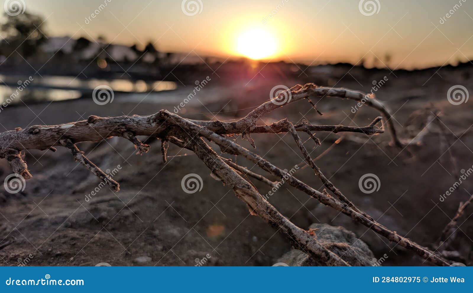 Dry Tree Branches that Fall To the Ground with a Strong Wooden ...