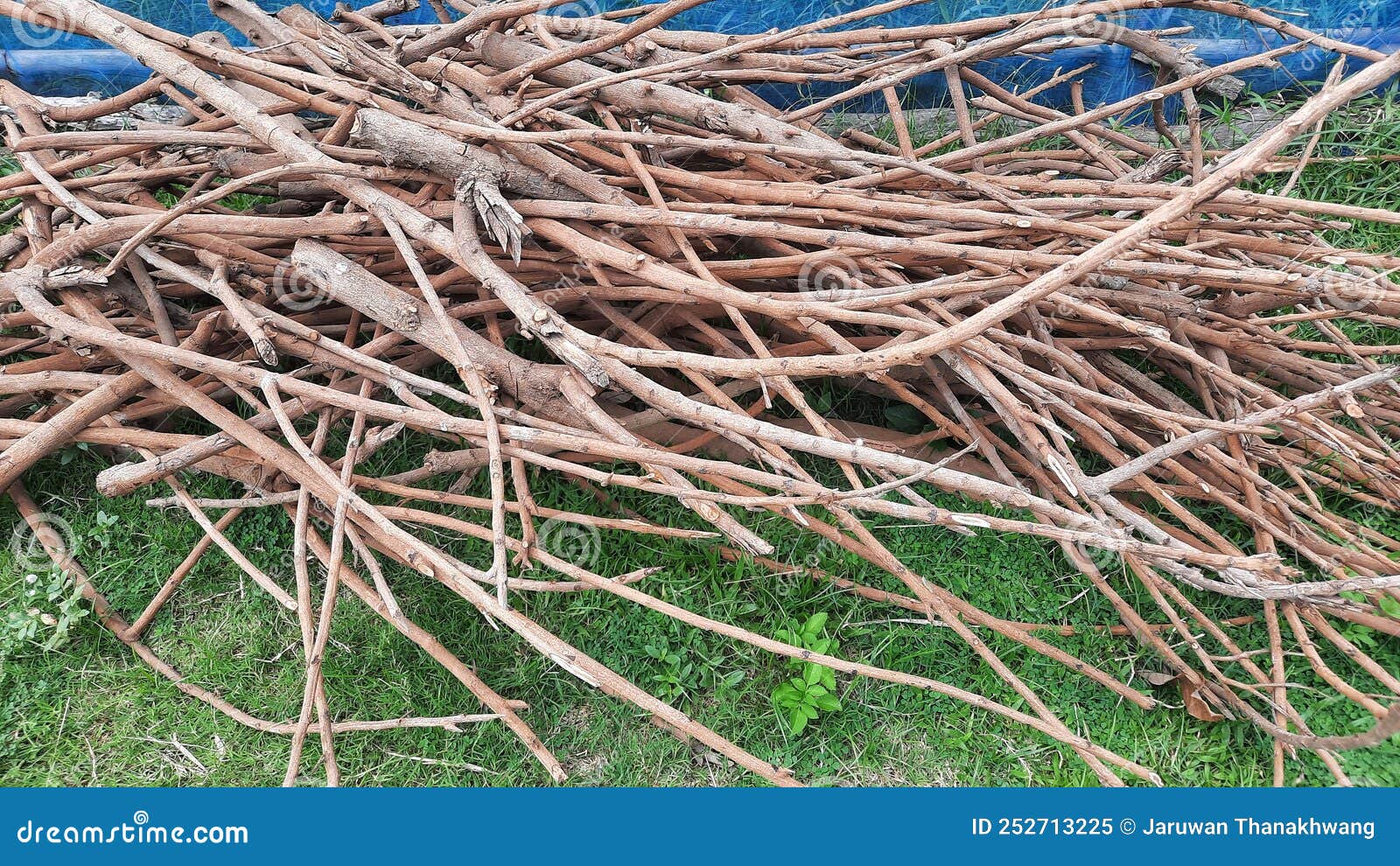 A Dry Tree with Branches for Firewood Stock Image - Image of texture ... A Dry Tree with Branches for Firewood Stock Image - Image of texture ...