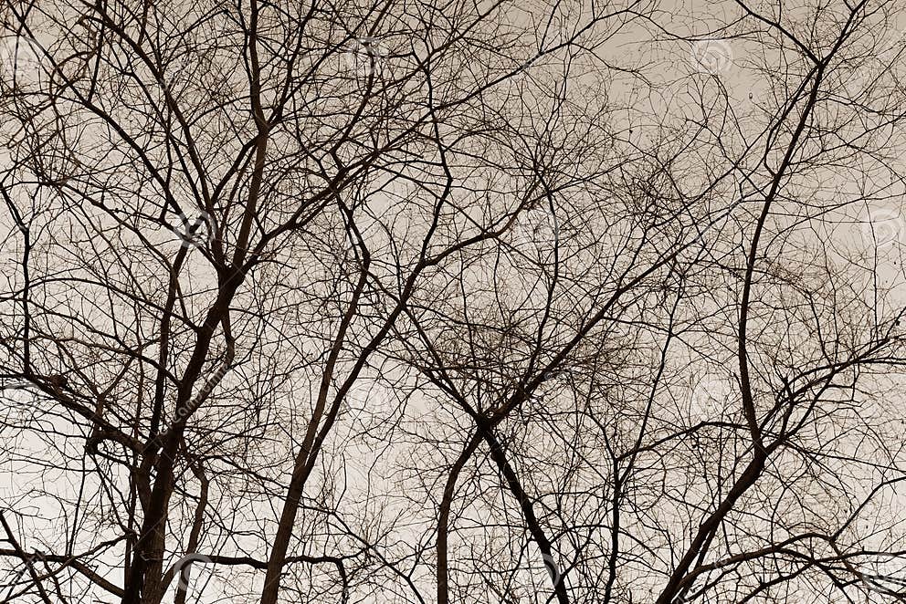 Dry Tree Branches in the Forest Background Stock Photo - Image of ...