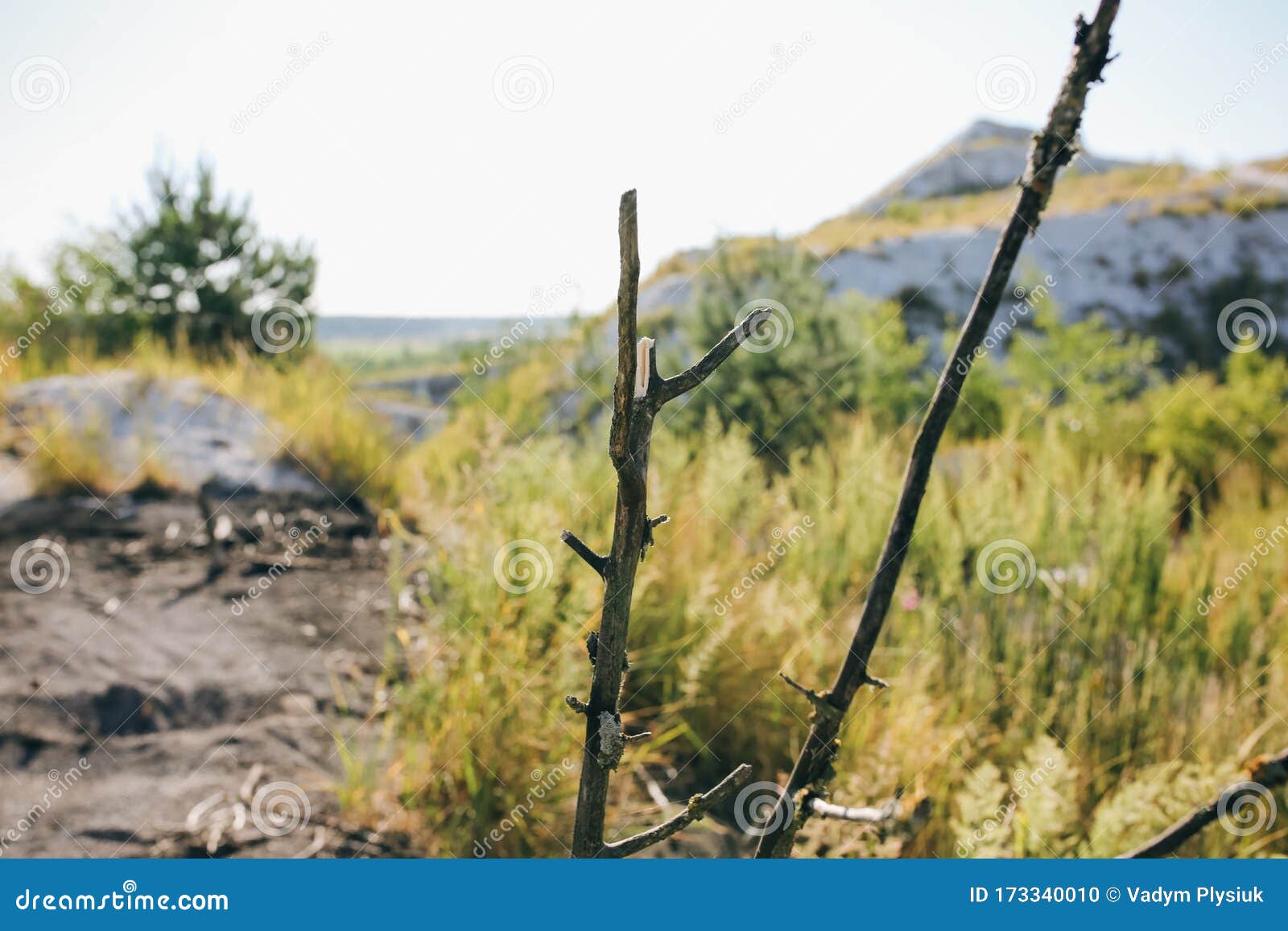 Dry Tree Branches in the Grass. Desert Landscape Background Stock Photo ...