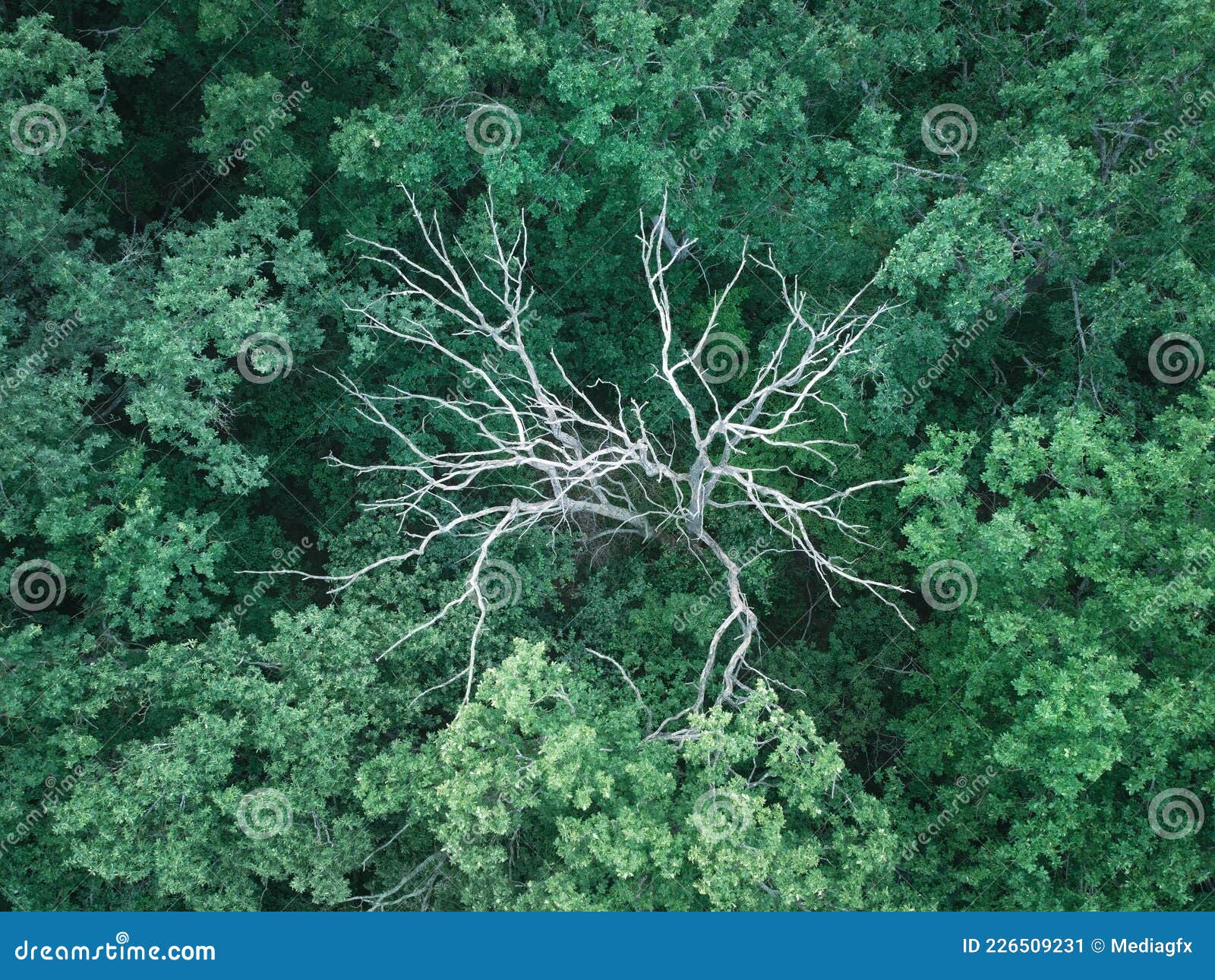 Dry Tree Branches Inside the Green Foliage Forest Stock Image - Image ...