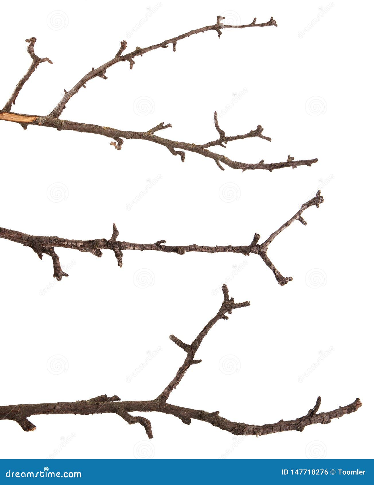 4,115 Dry Tree Branches Isolated White Background Photos - Free ...