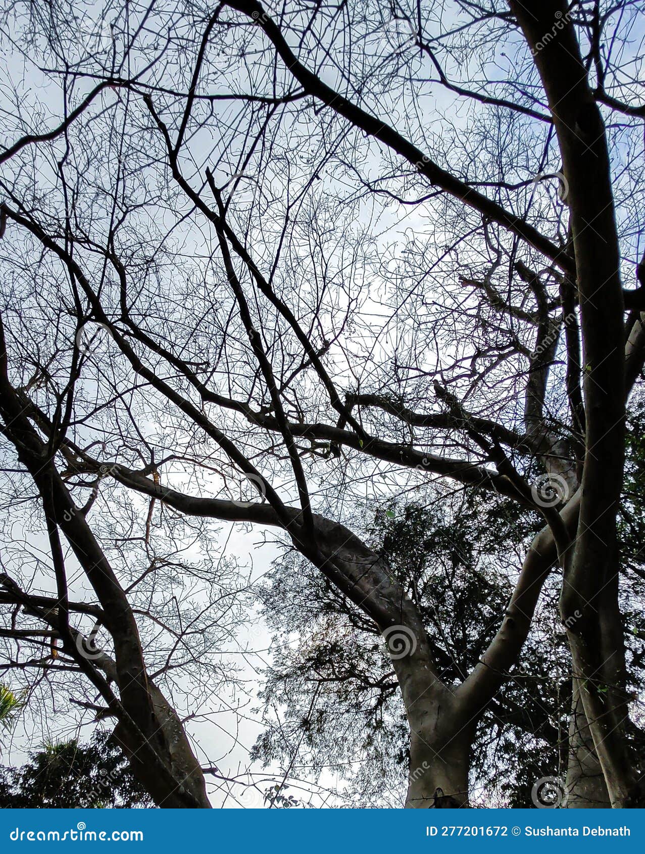 Dry Tree Branches Look Like Network of Branch Stock Photo - Image of ...