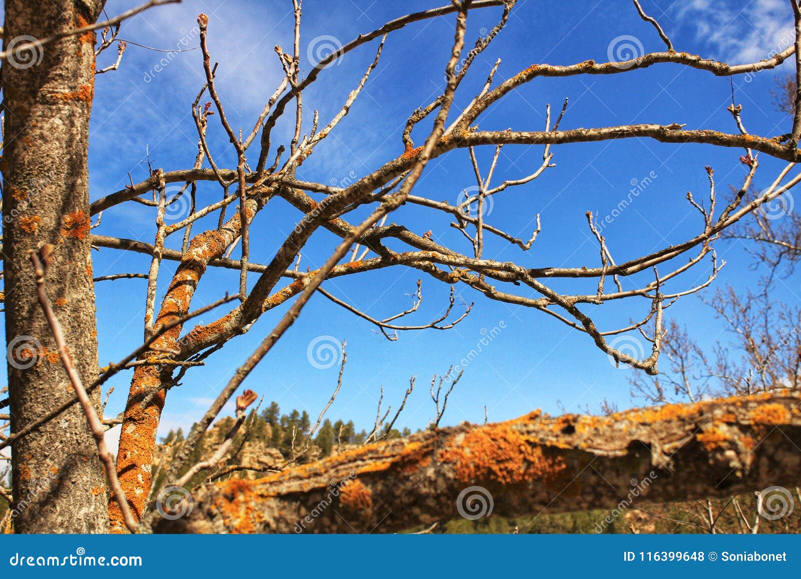Dry Tree Branches with Moss Texture Stock Photo - Image of wood, broken ...