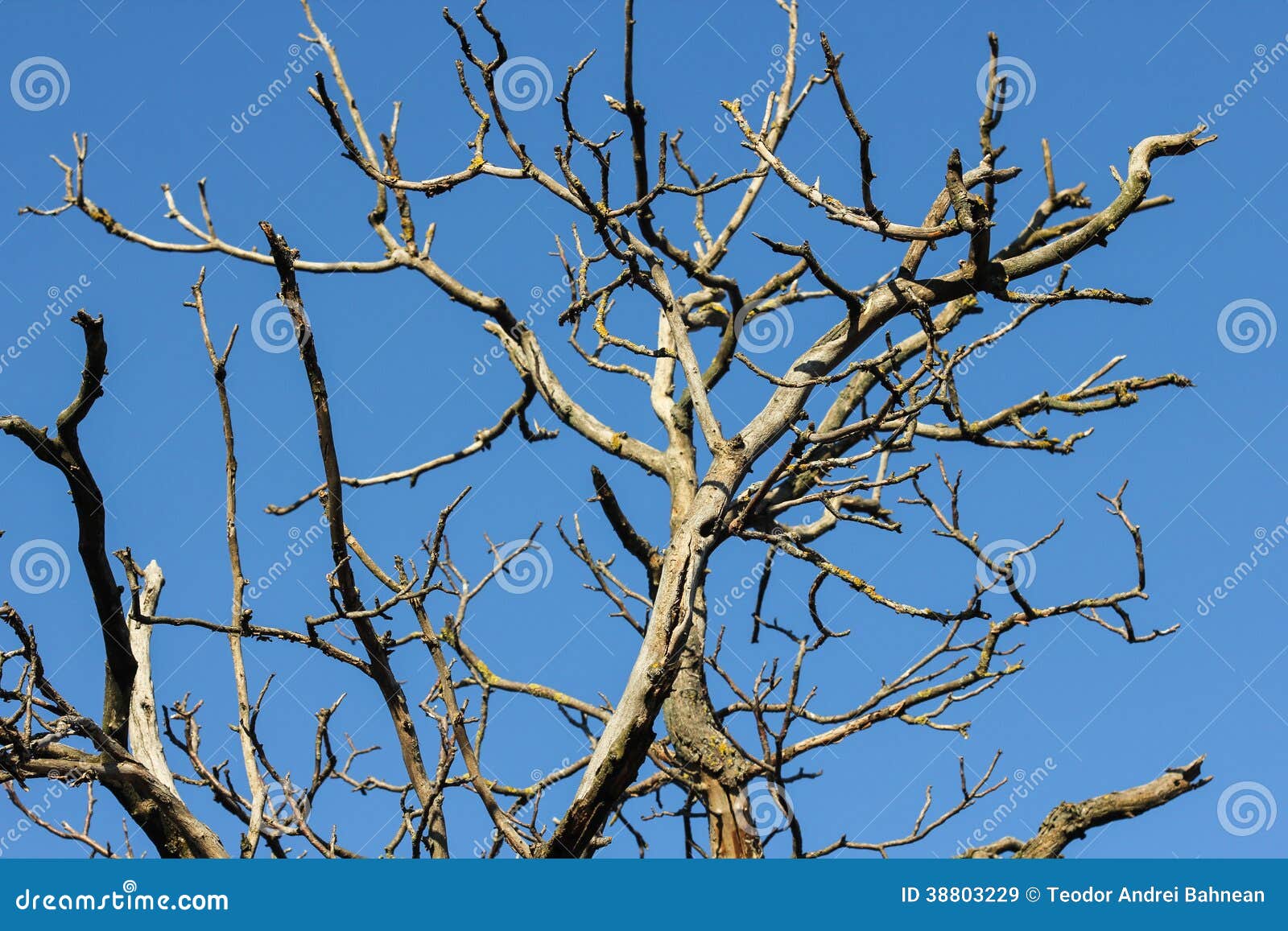 Dry tree stock image. Image of trunk, polluted, branch - 38803229