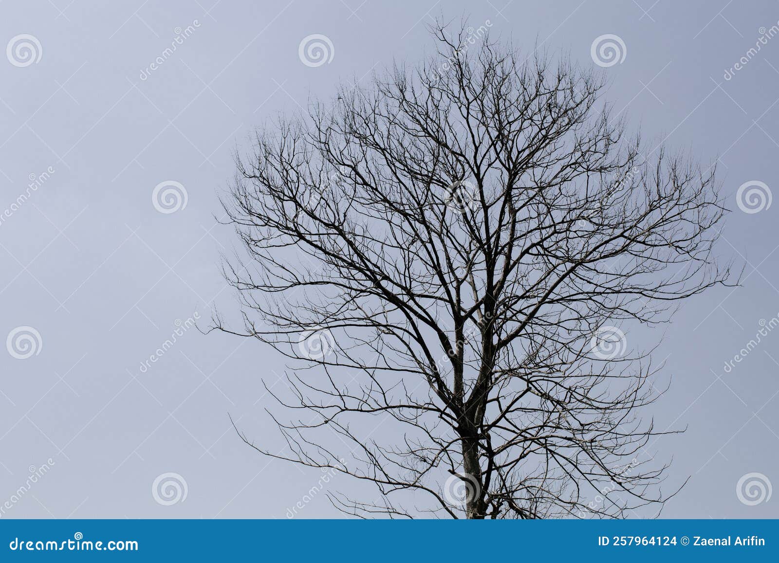 Dry tree branches stock photo. Image of freezing, snow - 257964124