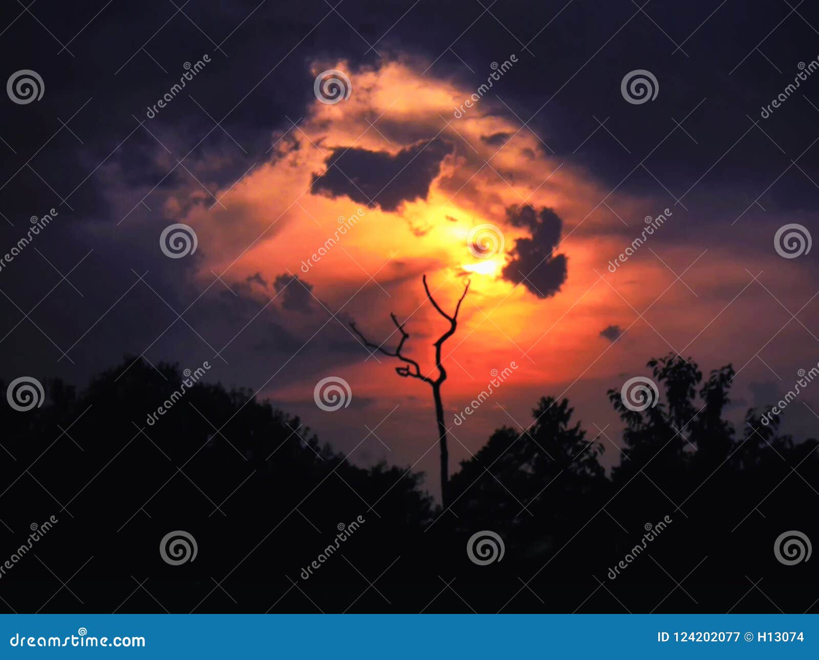 Dry Tree Branches and Sunset on the Background at Summer Evening Stock ...