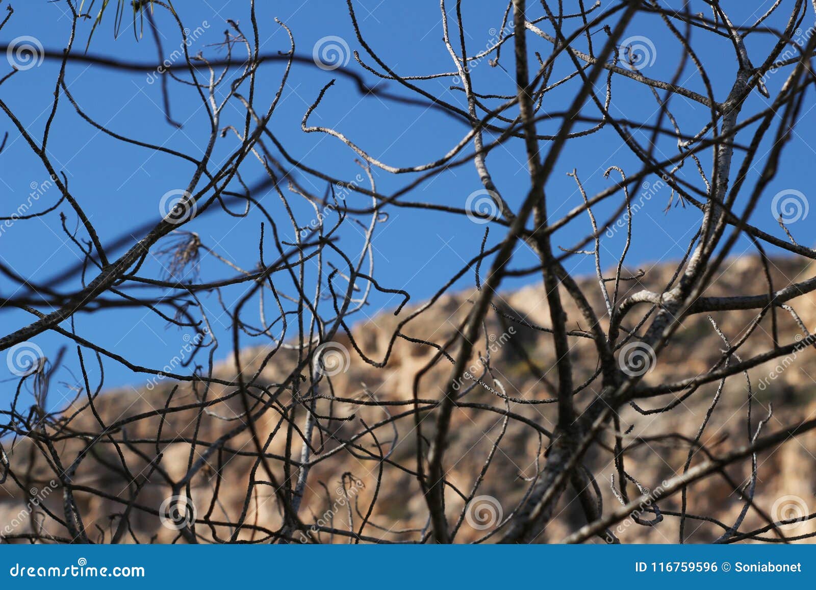 Dry tree branches texture stock photo. Image of collection - 116759596