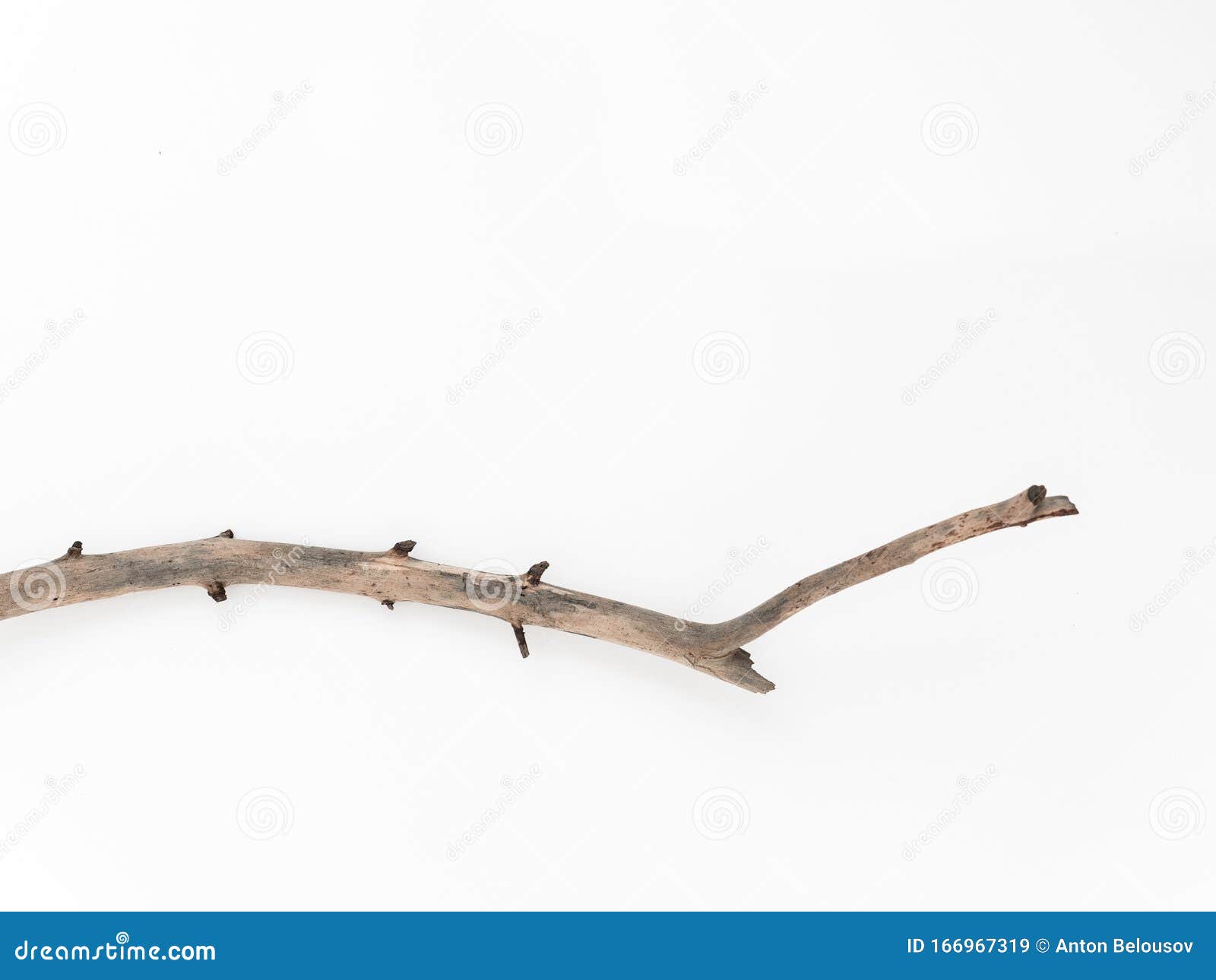 Dry Tree Branches on a White Background. Flat Lay, Top View ...
