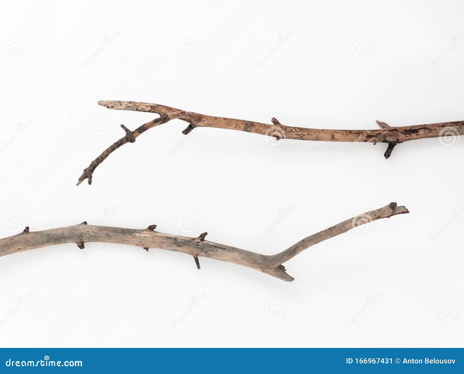 Dry Tree Branches on a White Background. Flat Lay, Top View ...