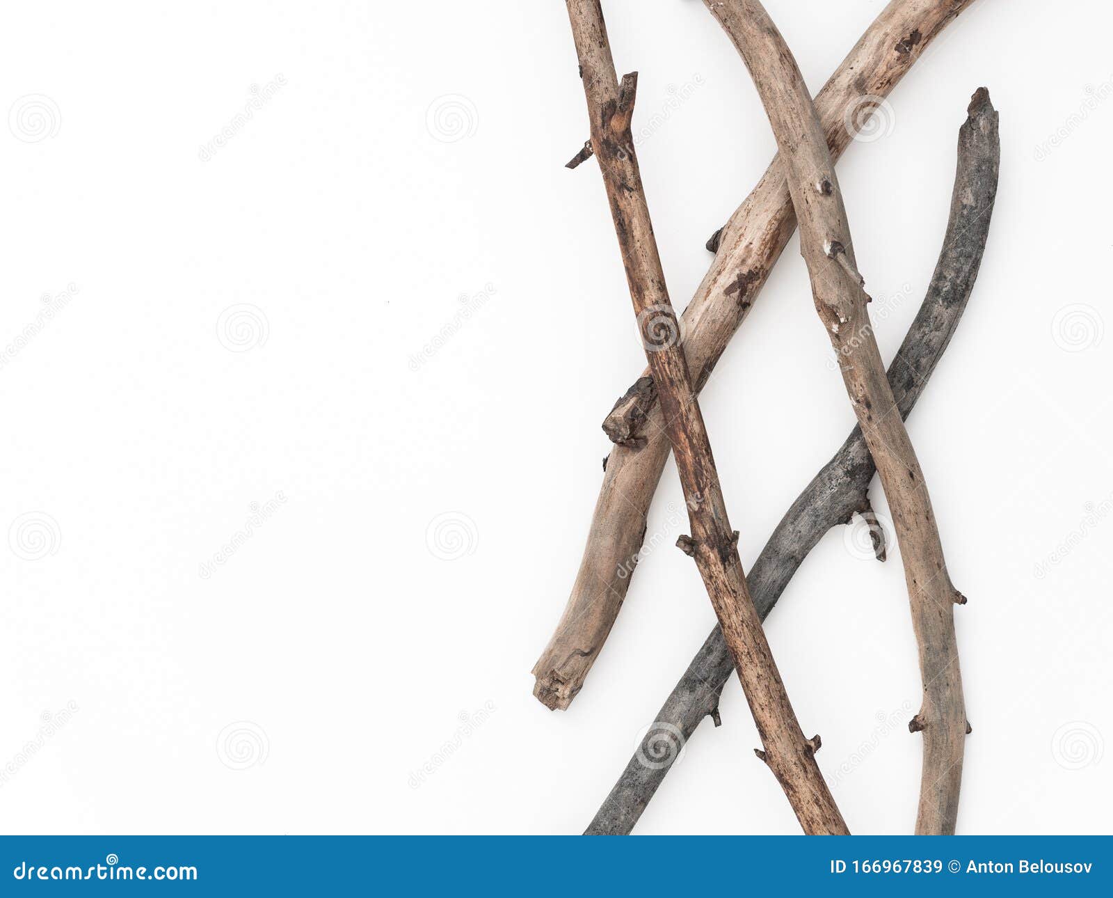Dry Tree Branches on a White Background. Flat Lay, Top View ...
