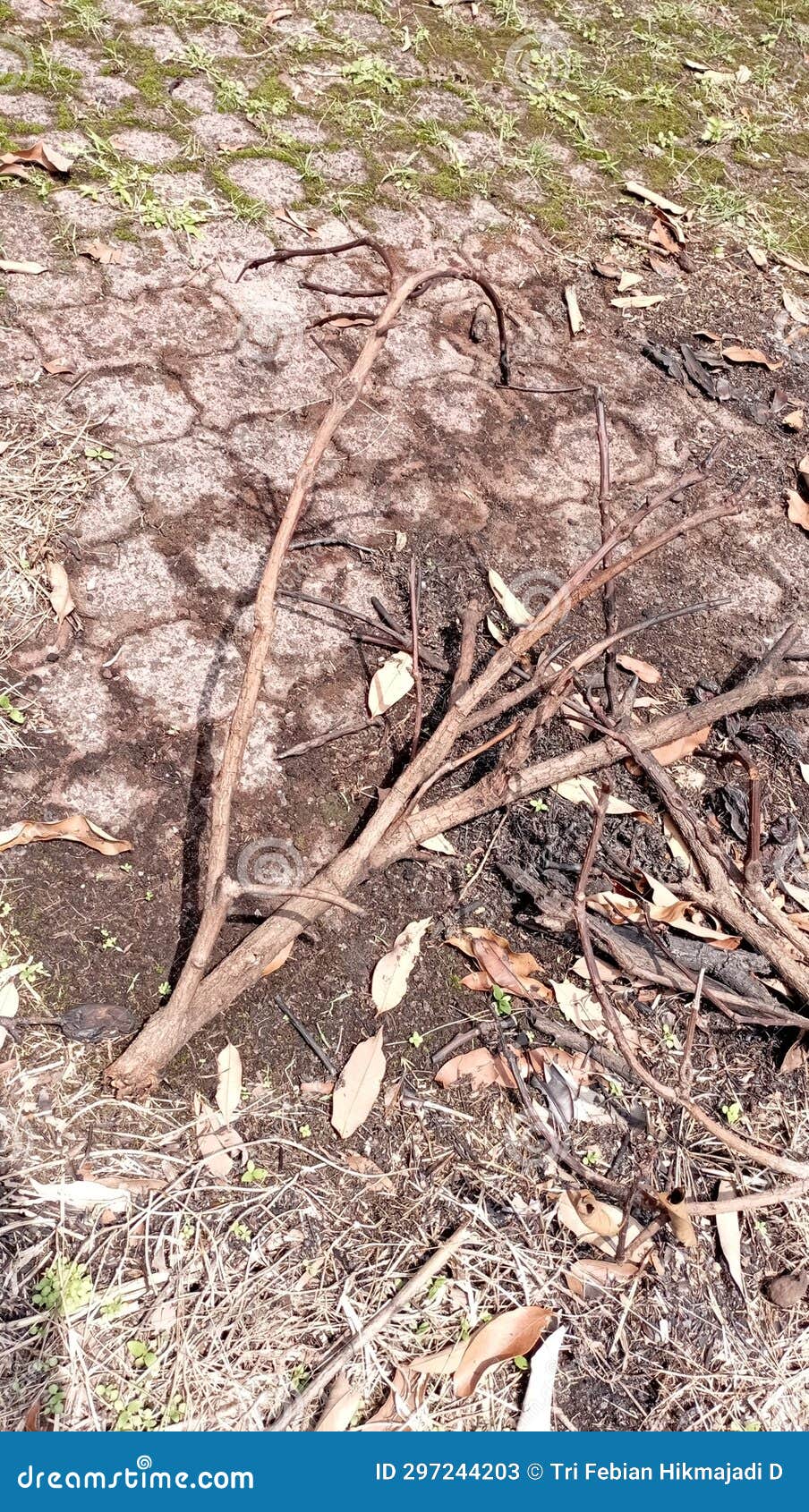 Dry Tree Branches are in the Yard during the Day.? Stock Image - Image ...