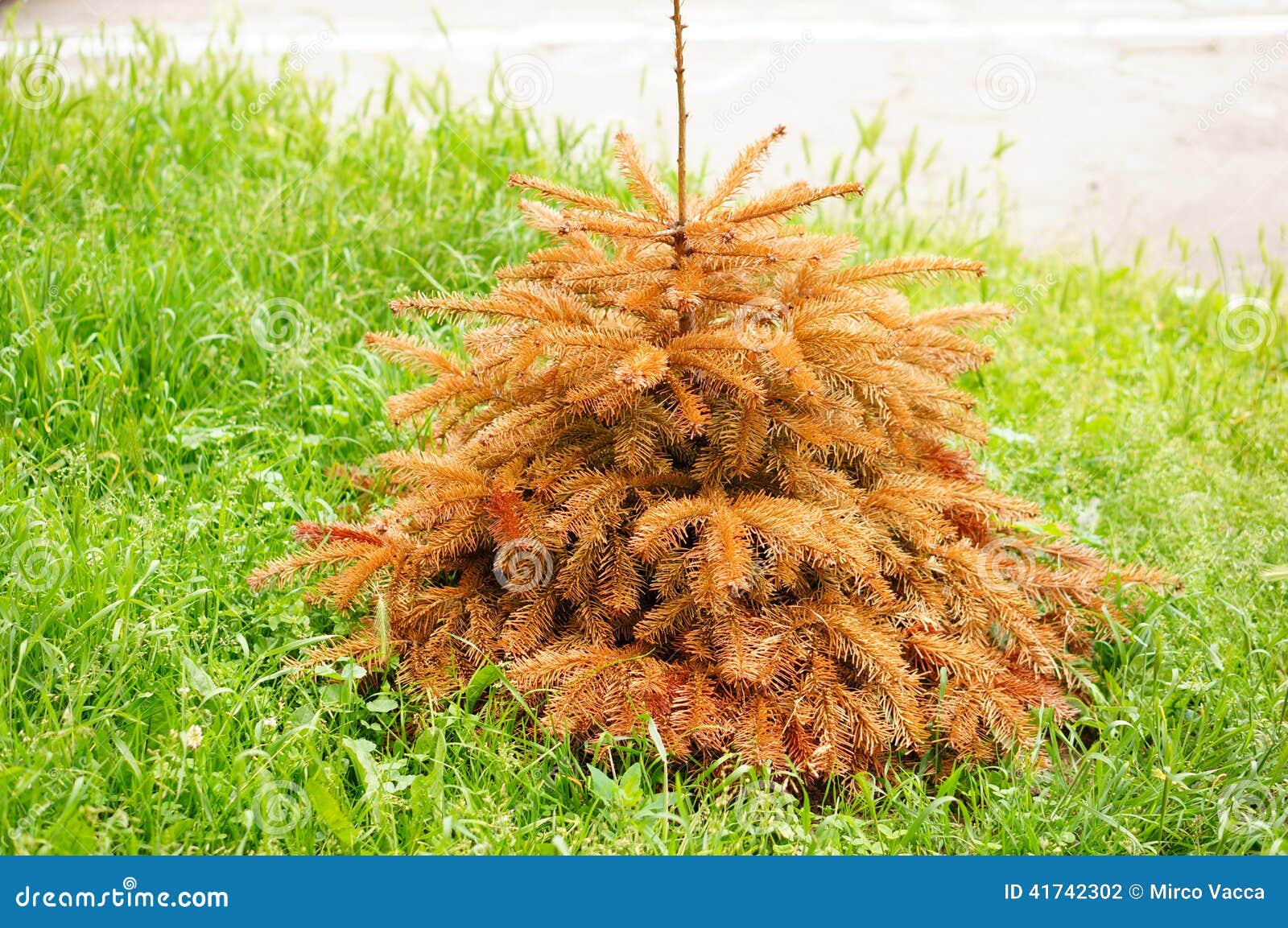 Dry tree stock photo. Image of natural, outdoor, grass - 41742302