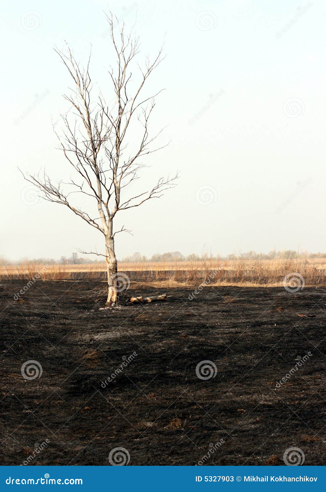 Old Tree With Burnt Wood. Natural Background With Burned Wood Texture ...