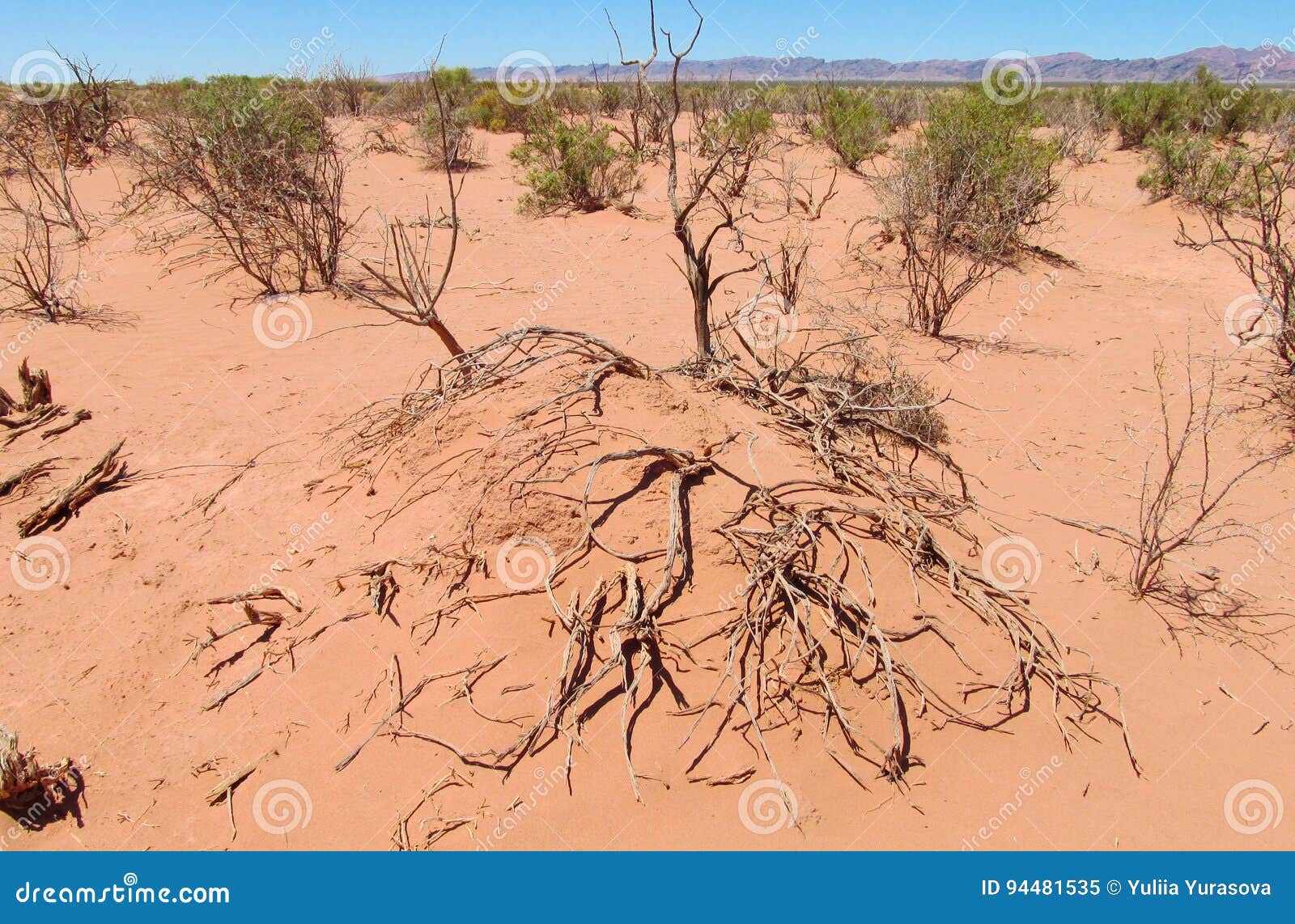 Dry Tree and Bushes in Desert Stock Image - Image of plant, beautiful ...