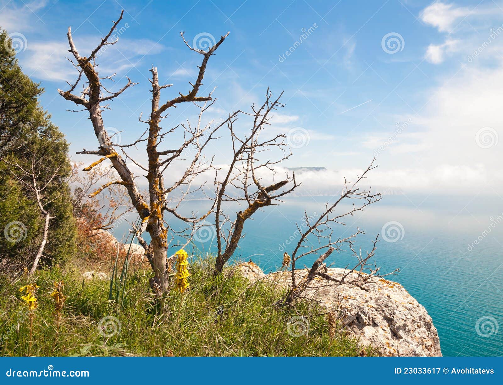 Dry Tree on a Cliff Above the Sea Stock Image - Image of summer, nature ...