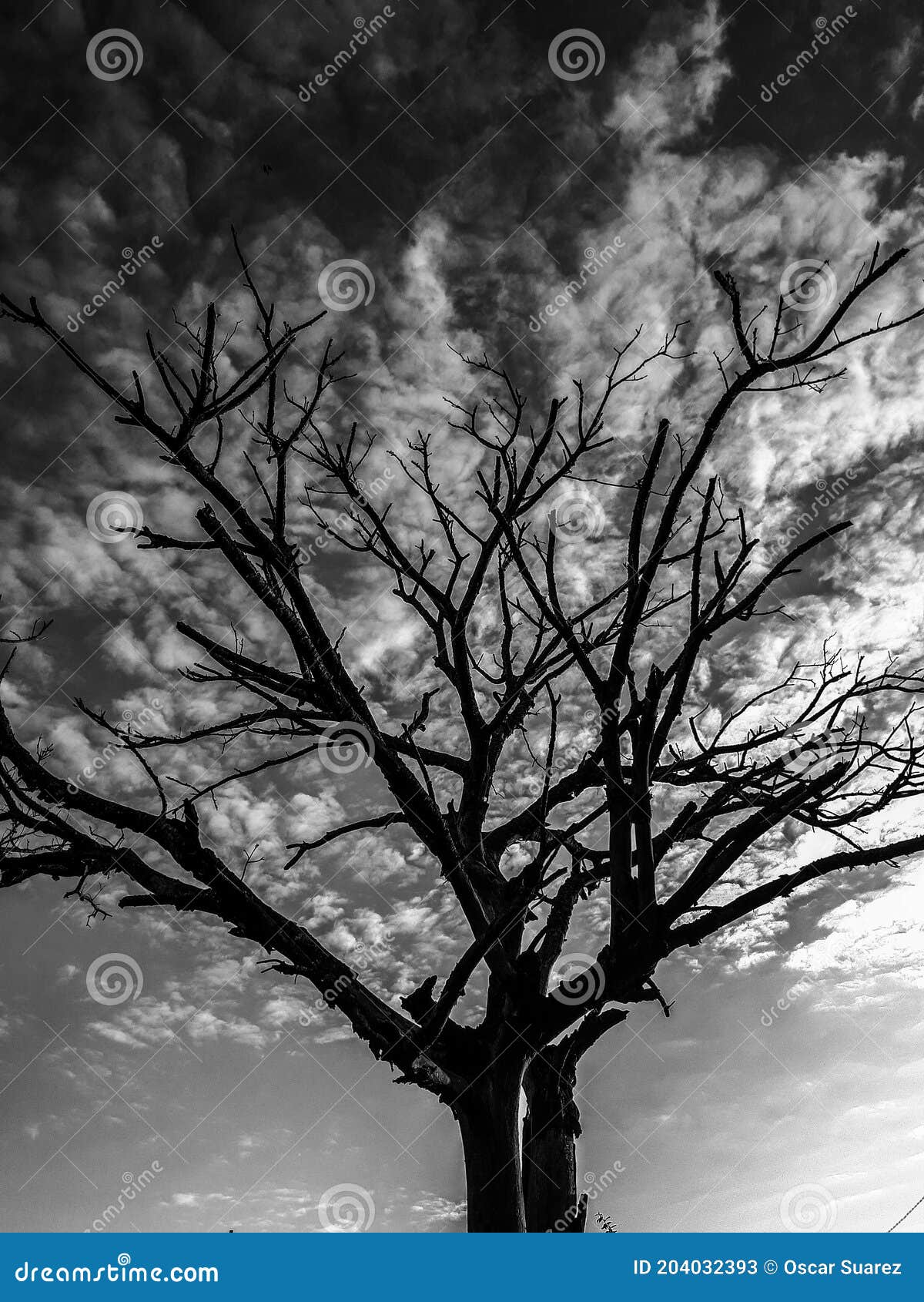 A Dry Tree with Clouds As a Foliage. the Photo is in Black and White ...