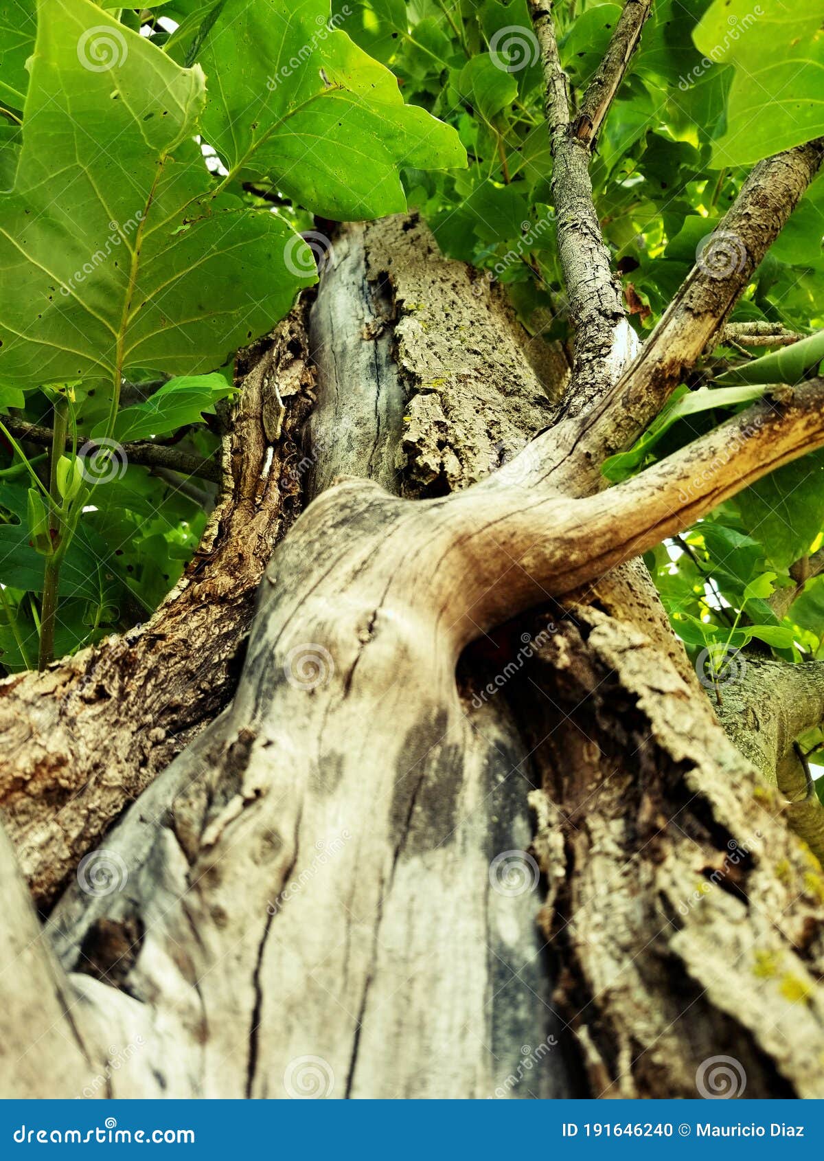 Dry Tree Coming Back To Life Stock Photo - Image of green, produce ...