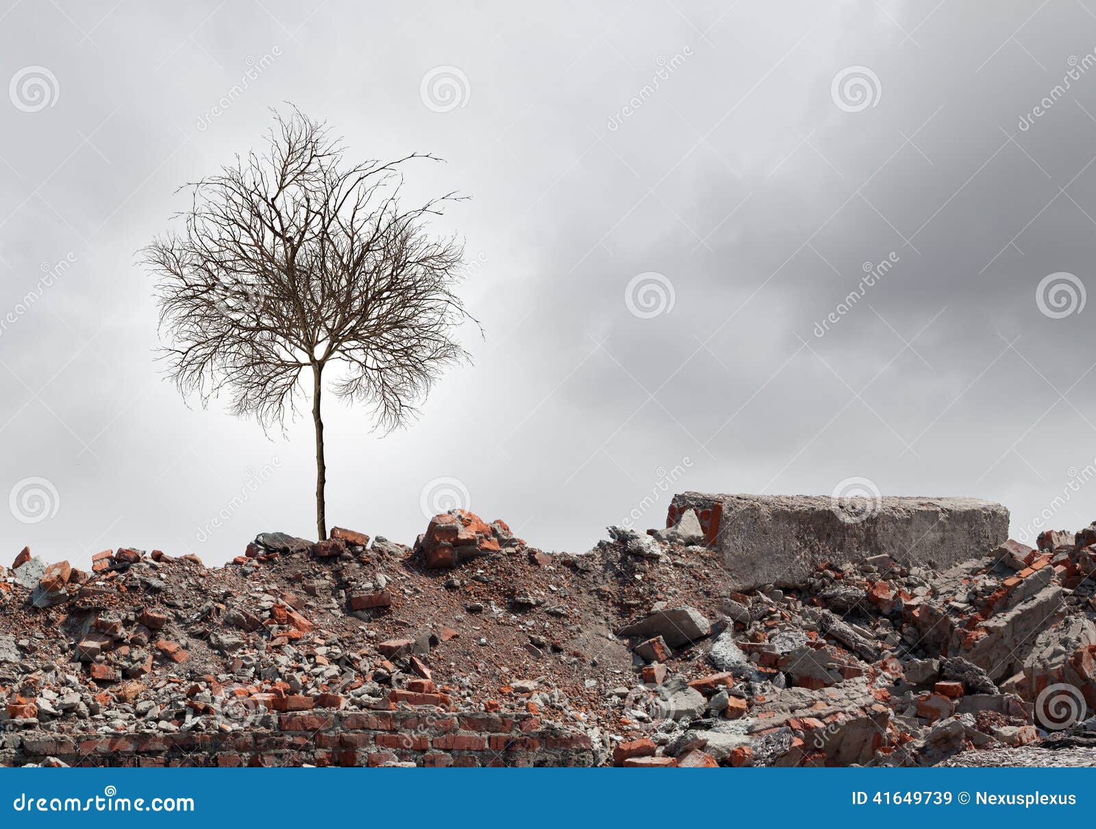 Dry tree stock image. Image of drought, nature, dryness - 41649739