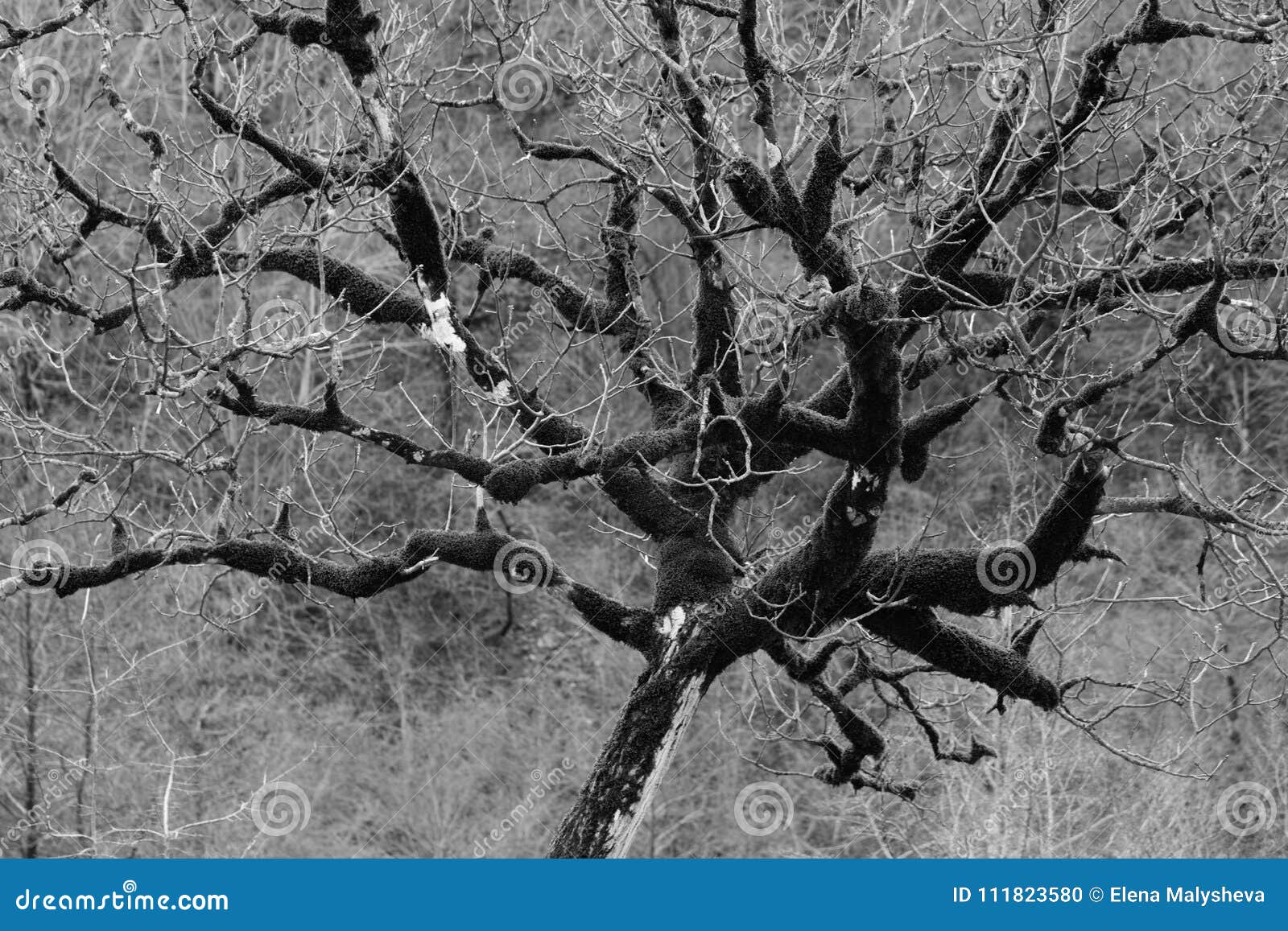 A Dry Tree Covered with Moss. Black and White Stock Photo - Image of ...
