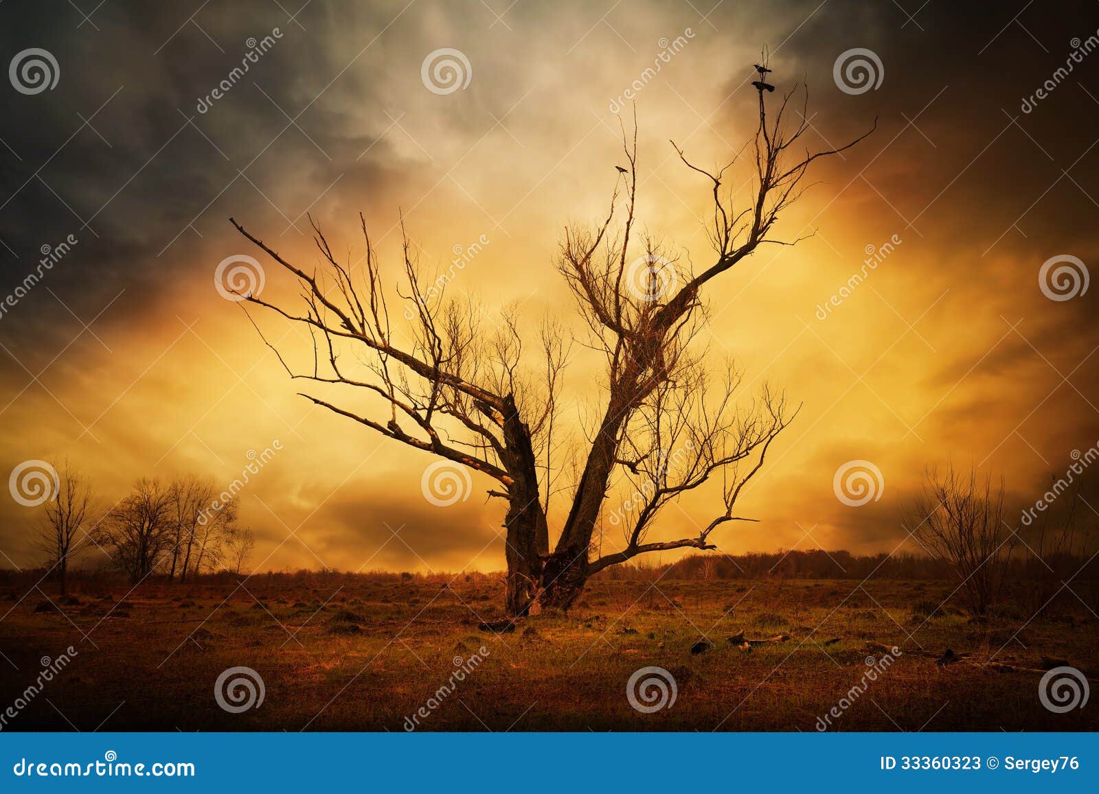 1,152 Field Crows Stock Photos - Free & Royalty-Free Stock Photos from ...