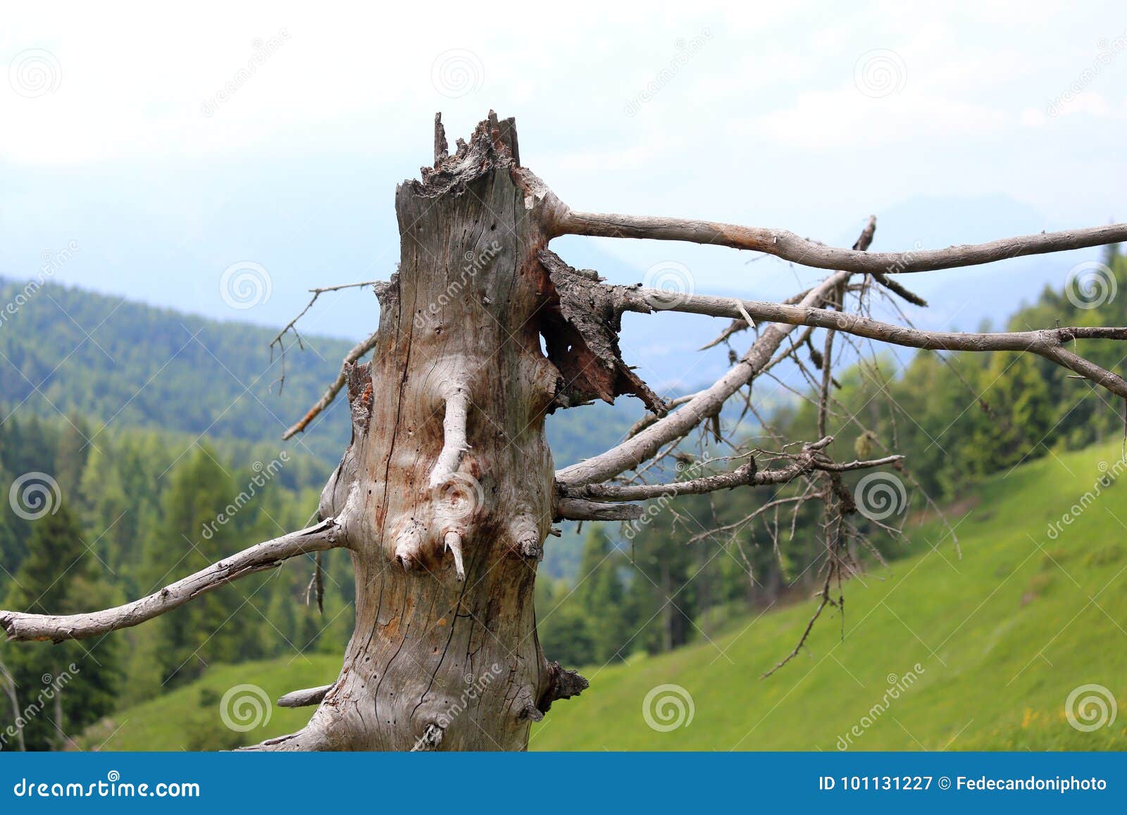 Dry Tree Dead in the Mountains Stock Image - Image of mount, trunk ...