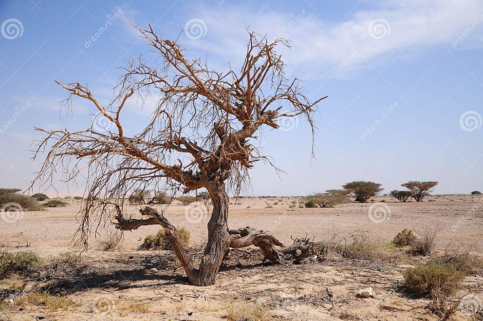 Dry tree in desert. stock photo. Image of sunshine, stone - 14369228