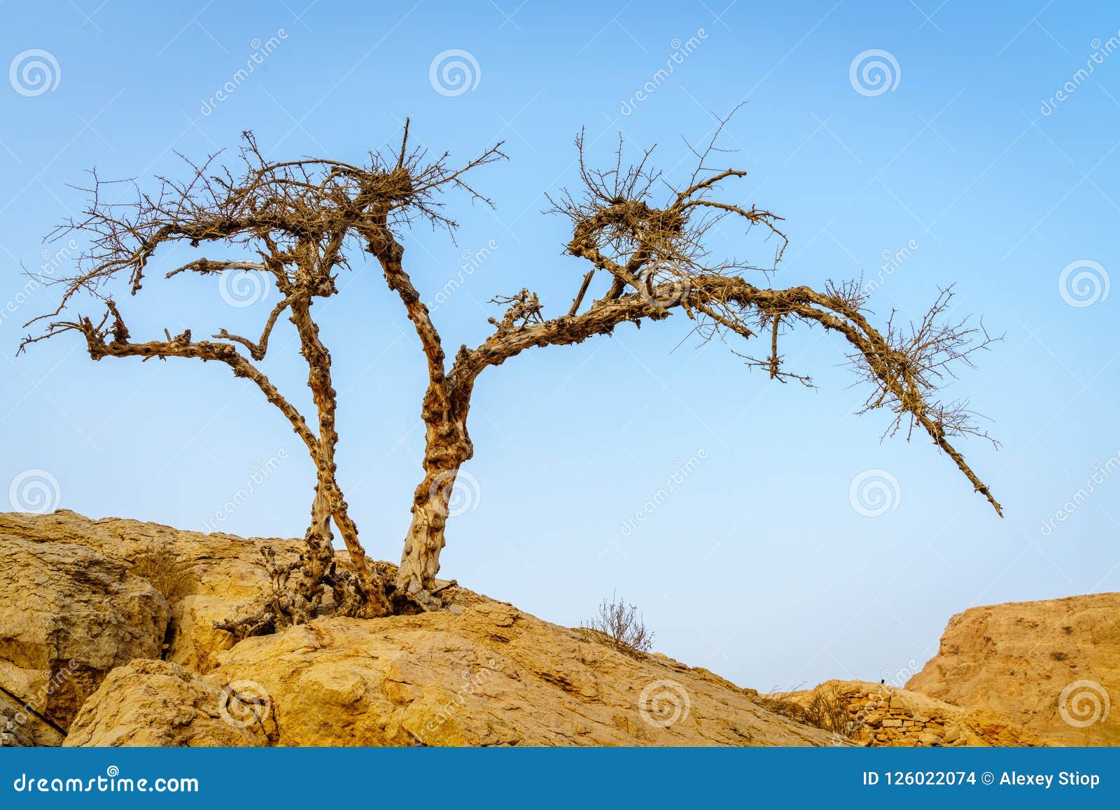 Dry tree in a desert stock photo. Image of scenic, middle - 126022074