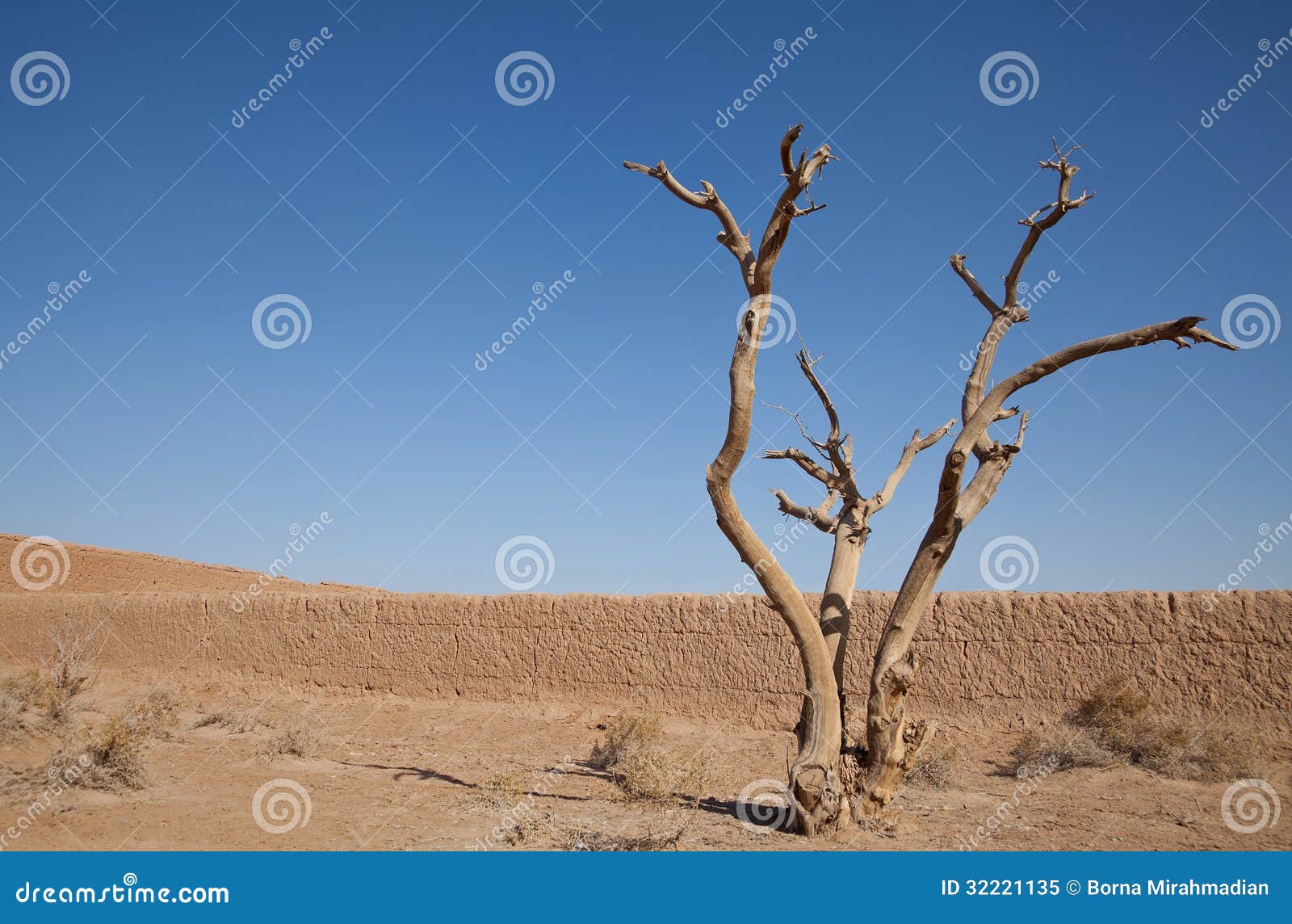 Dry Tree in the Desert Against Blue Sky Stock Image - Image of desolate ...