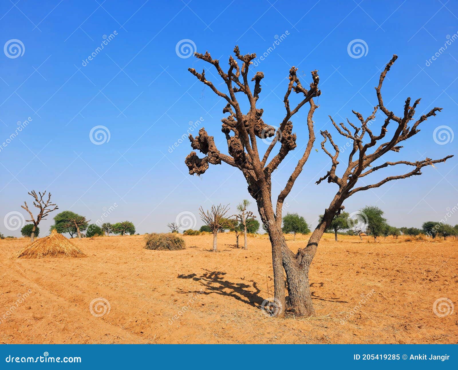 Dry Tree in Desert Fields without Leaves Stock Image - Image of ...