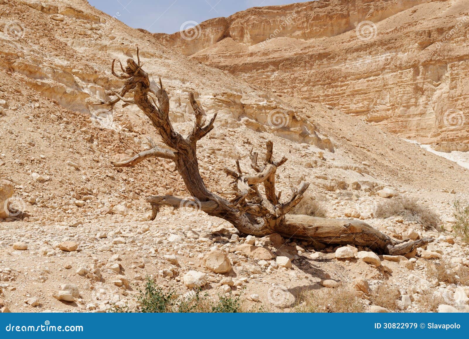 Dry tree in the desert stock image. Image of gnarled - 30822979