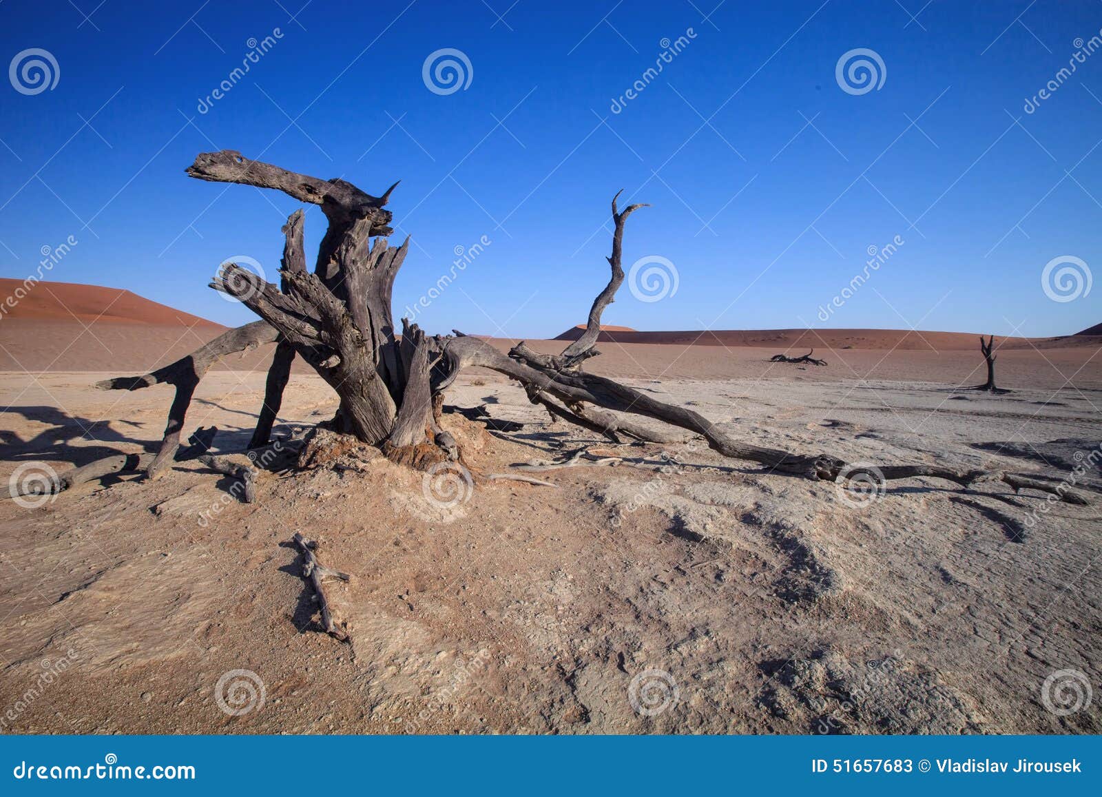 Dry Tree in the Desert Namibia Stock Image - Image of sossusvlei ...