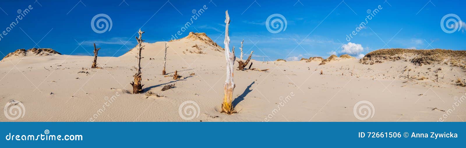 Dry tree on desert stock photo. Image of landscape, trees - 72661506