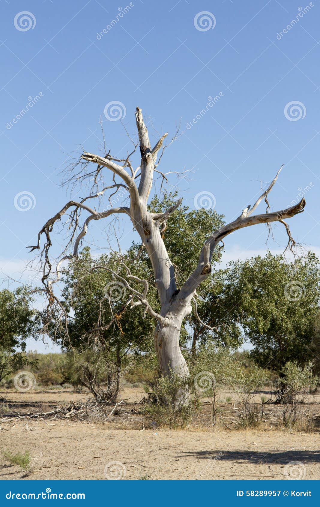 Dry tree in the desert stock image. Image of natural - 58289957
