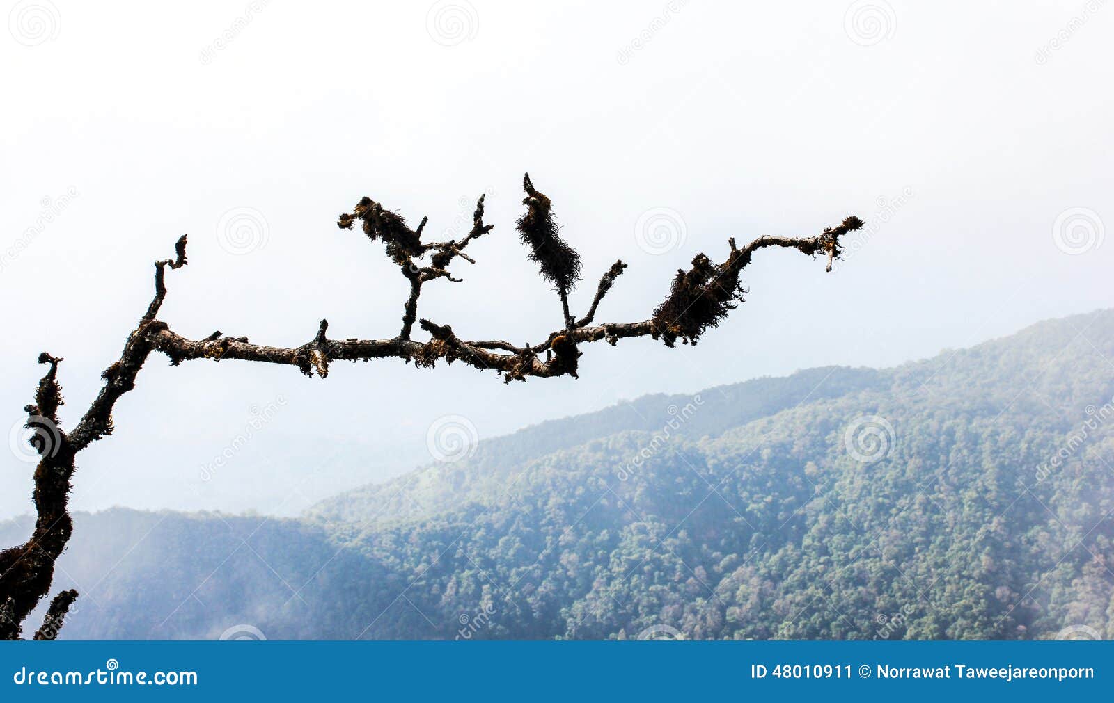 Dry tree and dry moss stock image. Image of exposure - 48010911