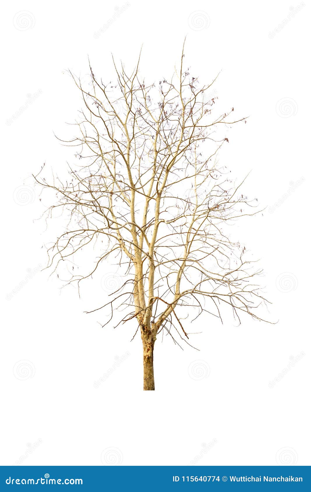 Dry tree stock photo. Image of natural, forestry, leaf - 115640774