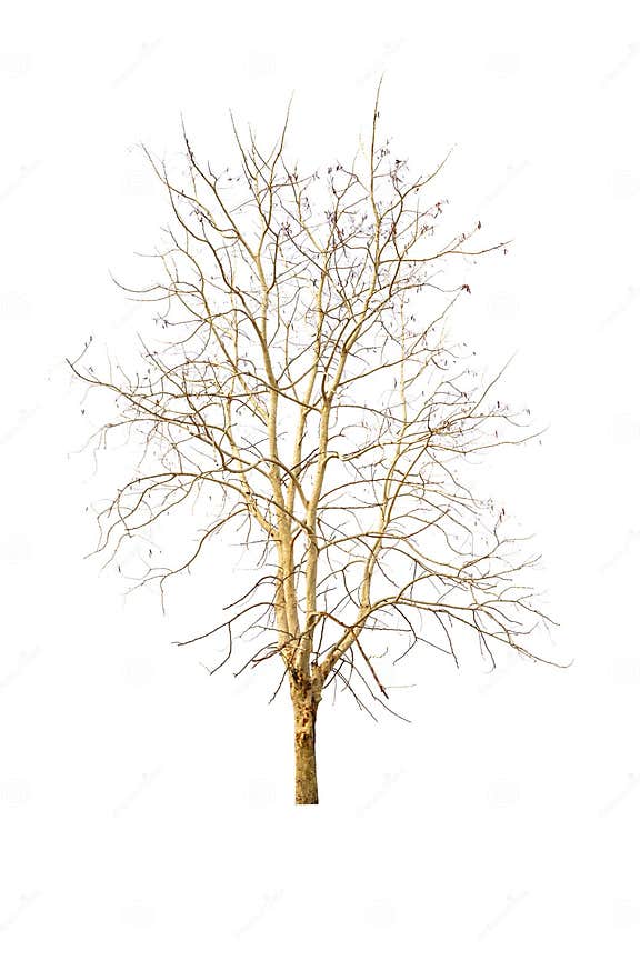 Dry tree stock photo. Image of natural, forestry, leaf - 115640774
