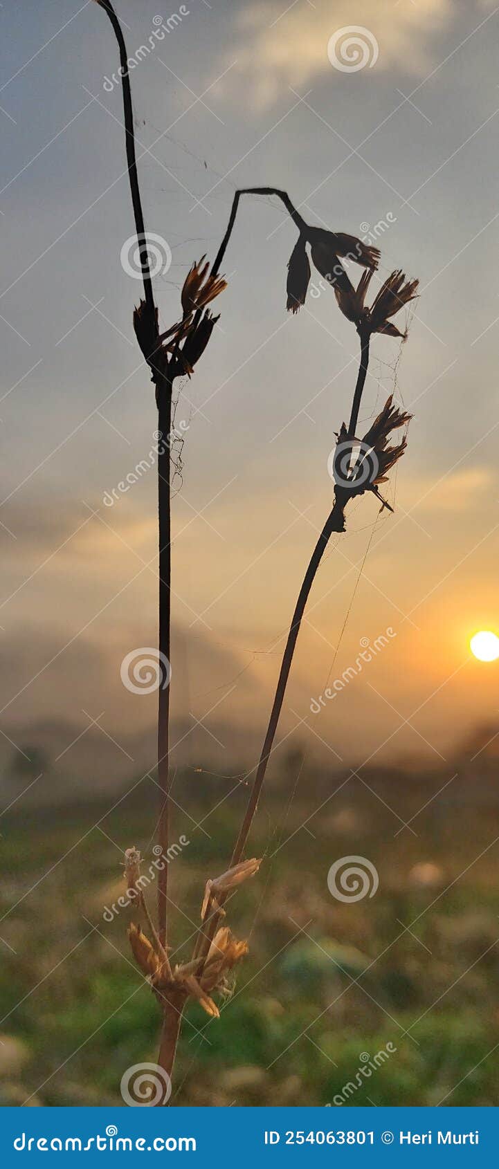 Dry Tree at Dusk in Summer of August Stock Image - Image of wall, tree ...