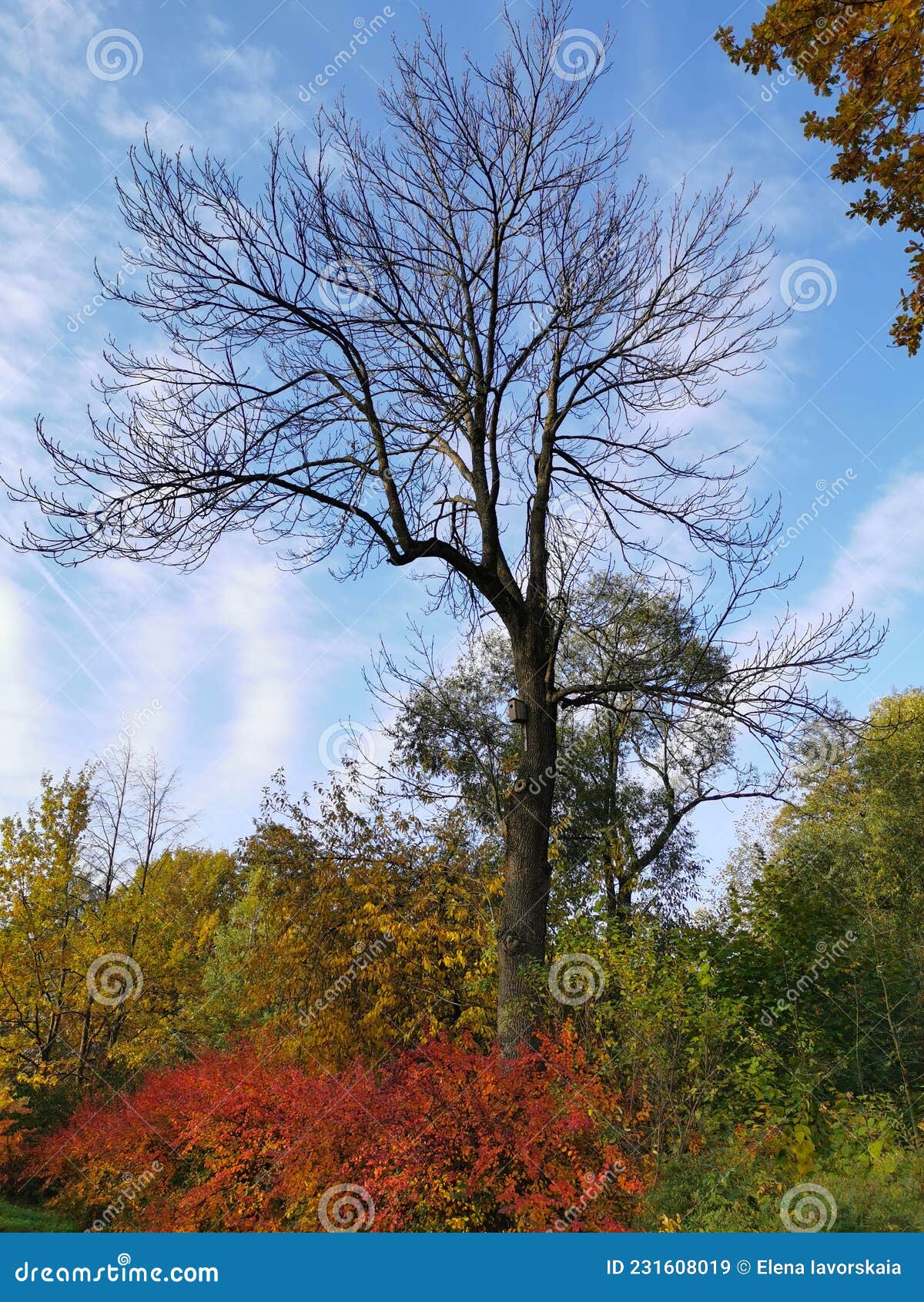 A Dry Tree with Empty Branches Against a Background of Blue Sky, Bushes ...