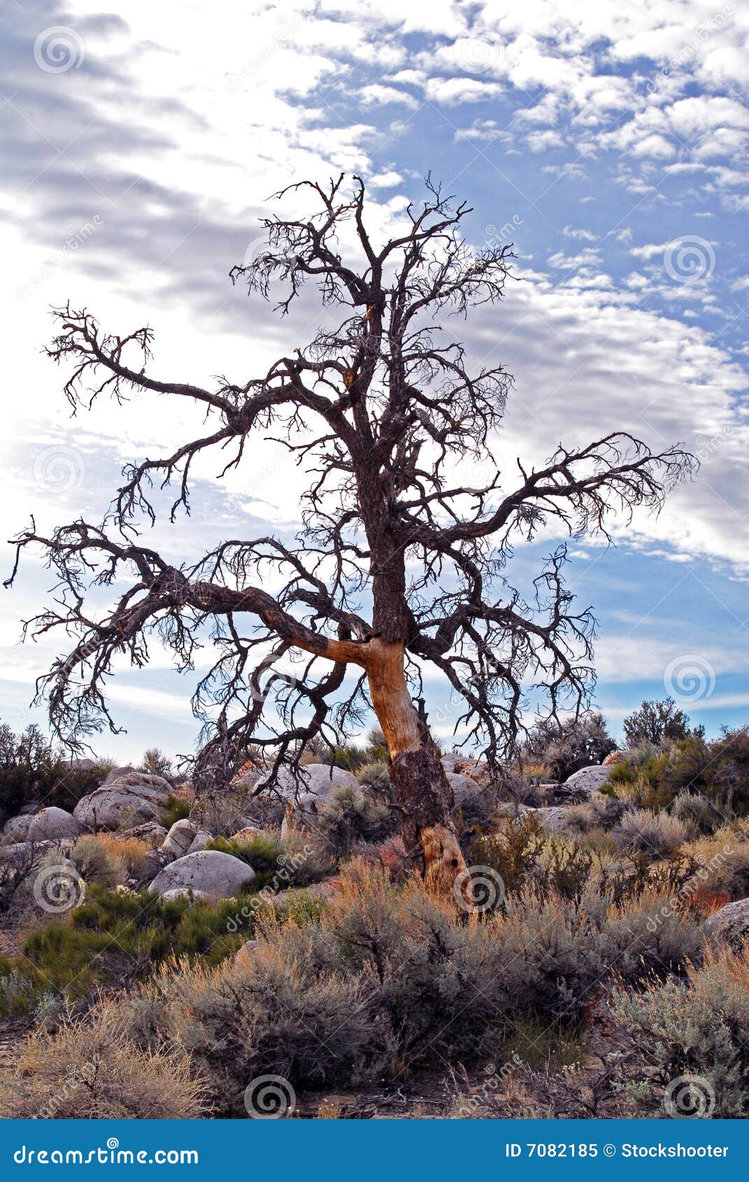 Dry Tree during fall stock image. Image of isolated, tree - 7082185