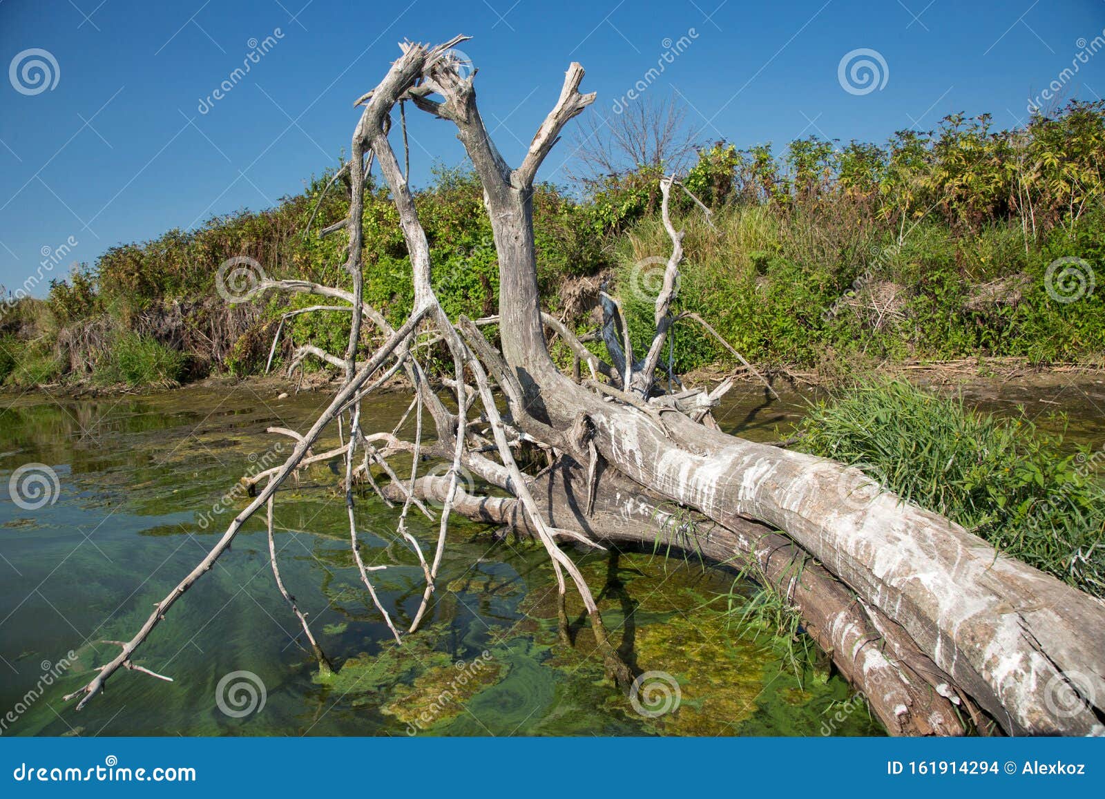 Dry Tree Fallen into the River with Clumsy Branches. Dry Tree in a ...