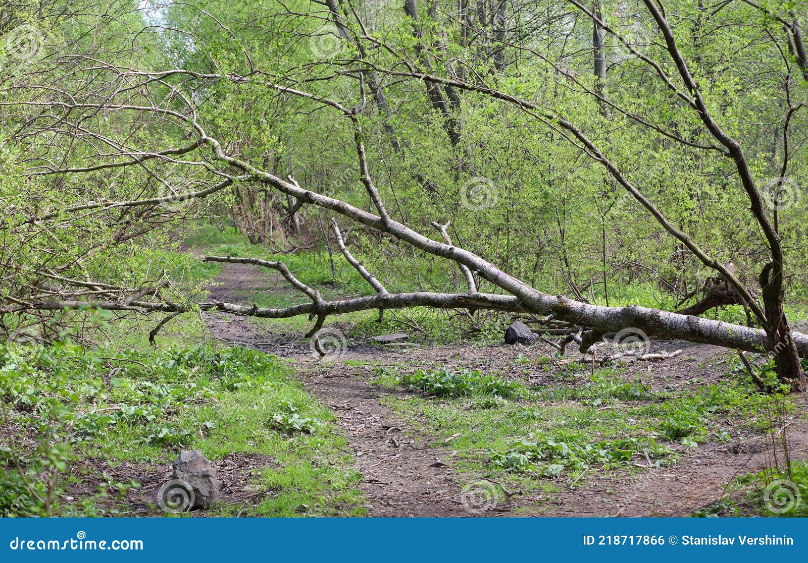 Dry Tree Fell Across the Path of a Forest Path Stock Photo - Image of ...