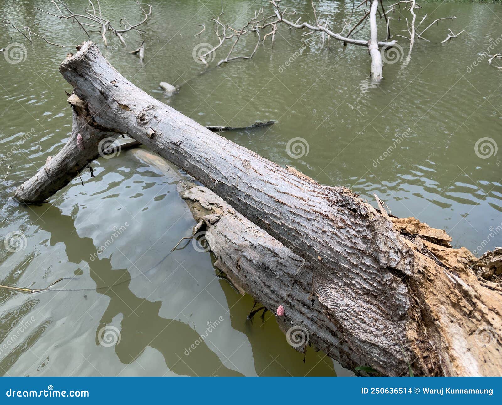 The Dry Tree Fell Down into the Water Source. Stock Photo - Image of ...